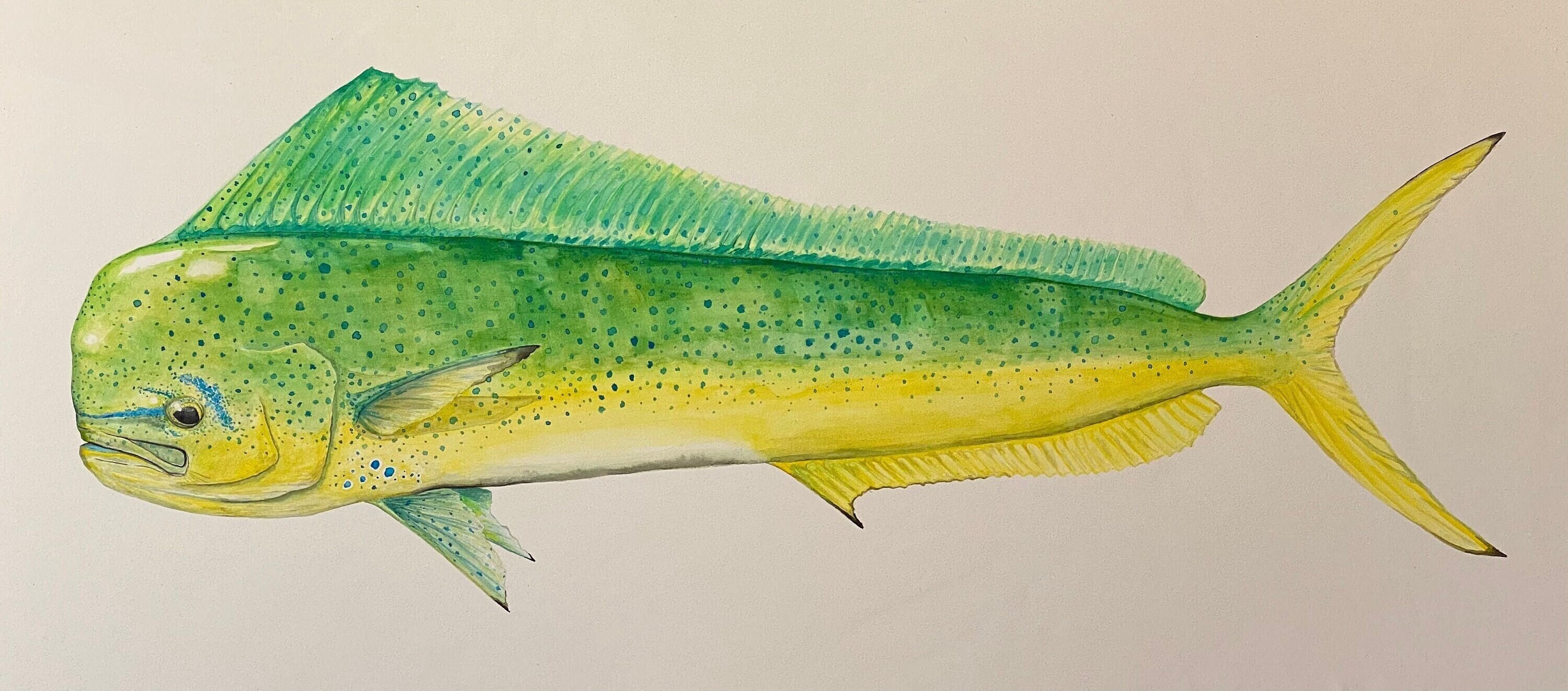 Watercolor Mahi Mahi, Colorful Fish, Dorado, Dolphin Fish - Etsy