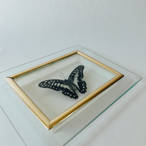 Butterflies in Glass Case - Etsy
