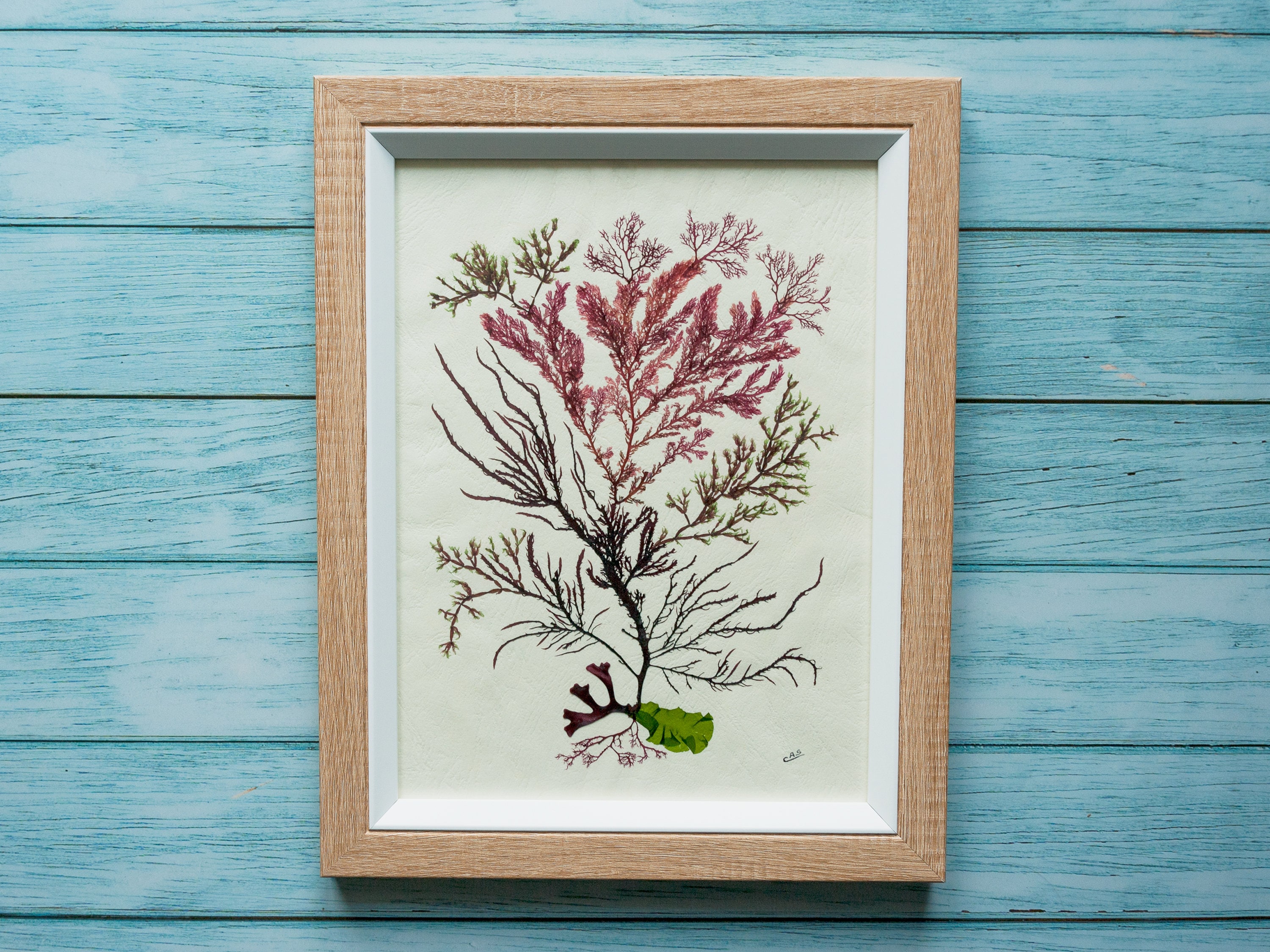 Art of Seaweed, Real Pressed Seaweed From Brittany France, Art of ...