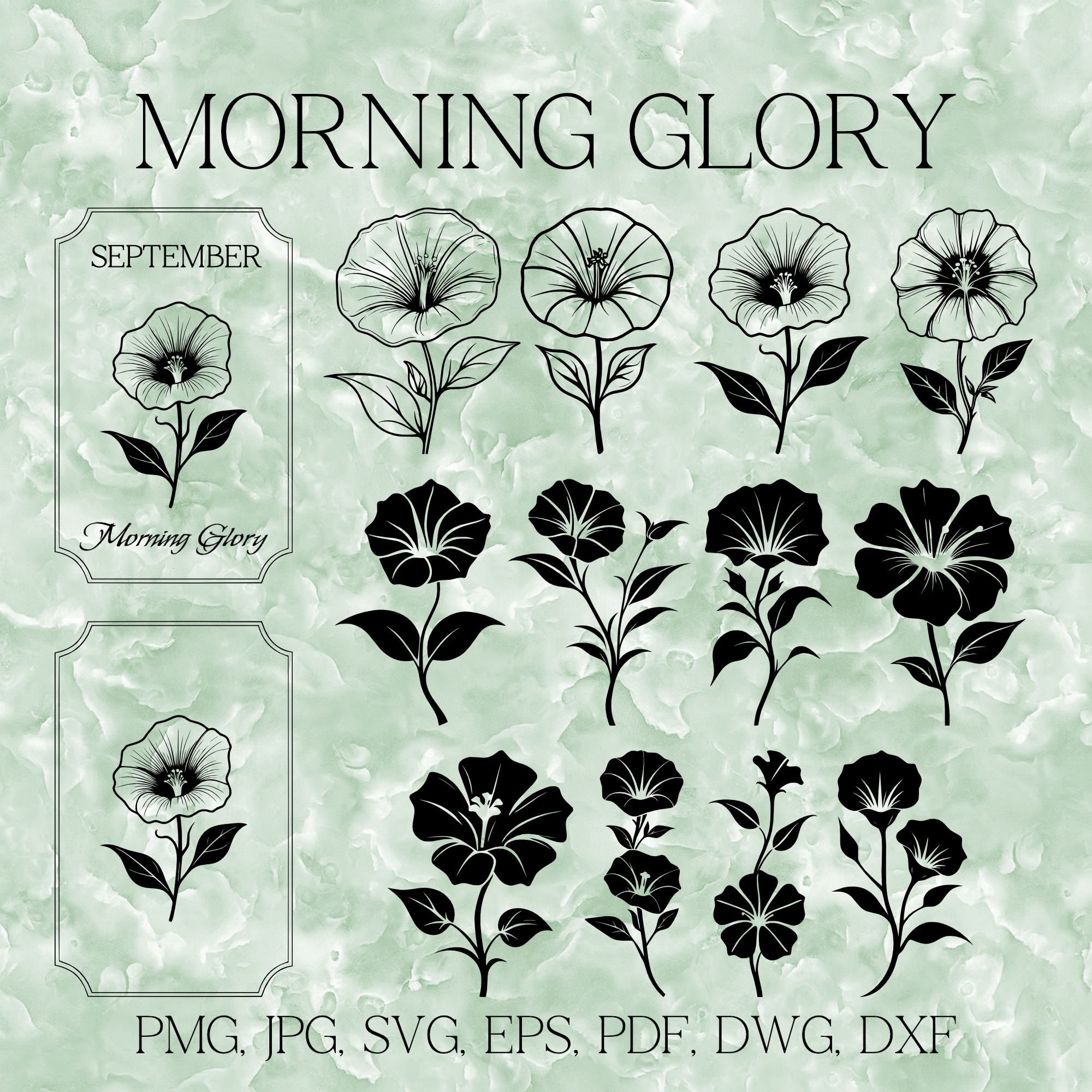 Morning Glory SVG Bundle, September Birth Month Flower PNG, Floral ...