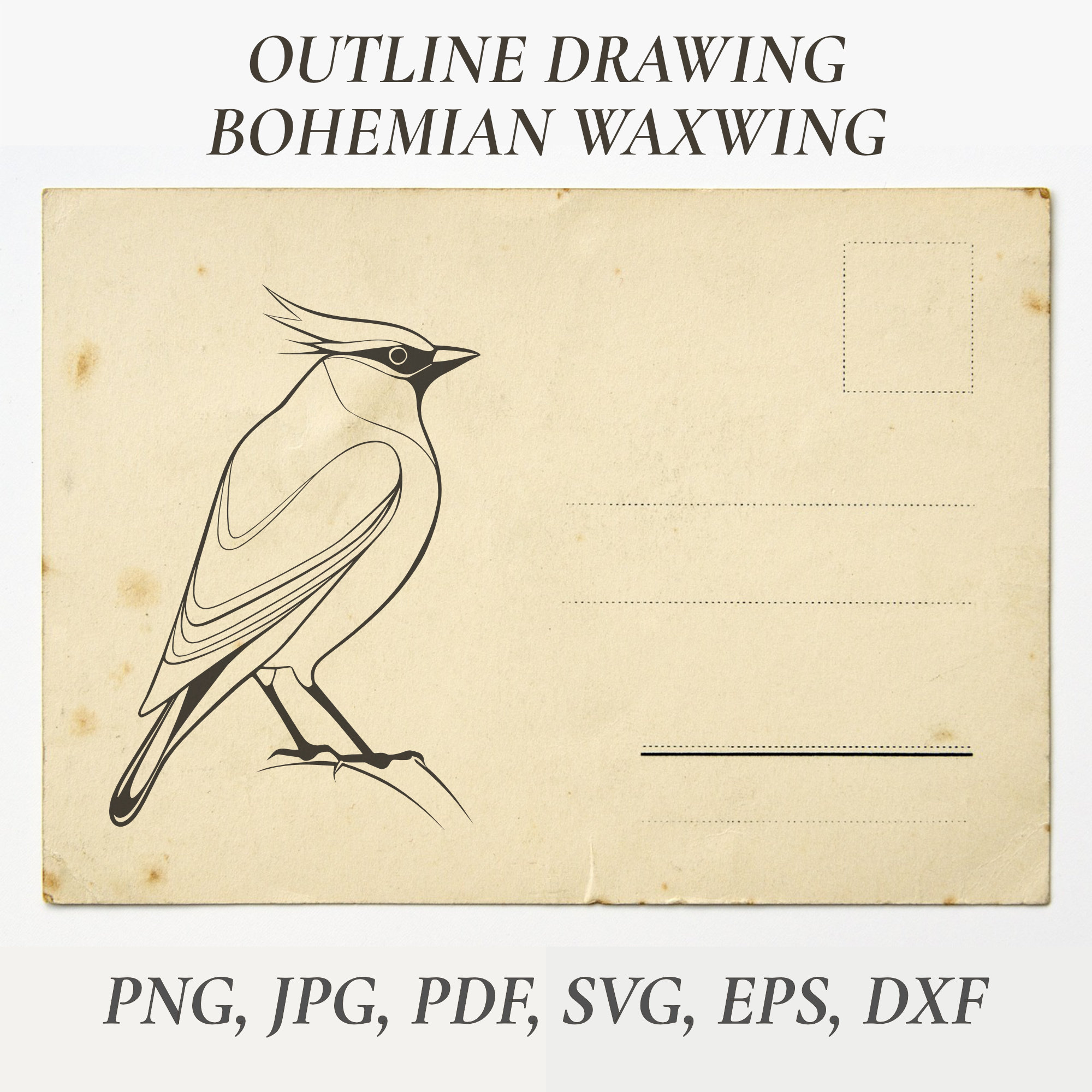 Bohemian Waxwing SVG Outline Drawing Northern America PNG - Etsy
