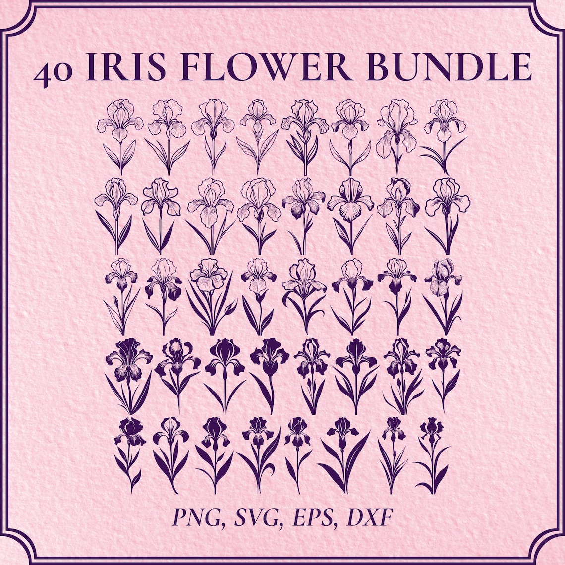 Iris Flower SVG Bundle, 40 Cut File Cricut Silhouette, Siberian Iris ...