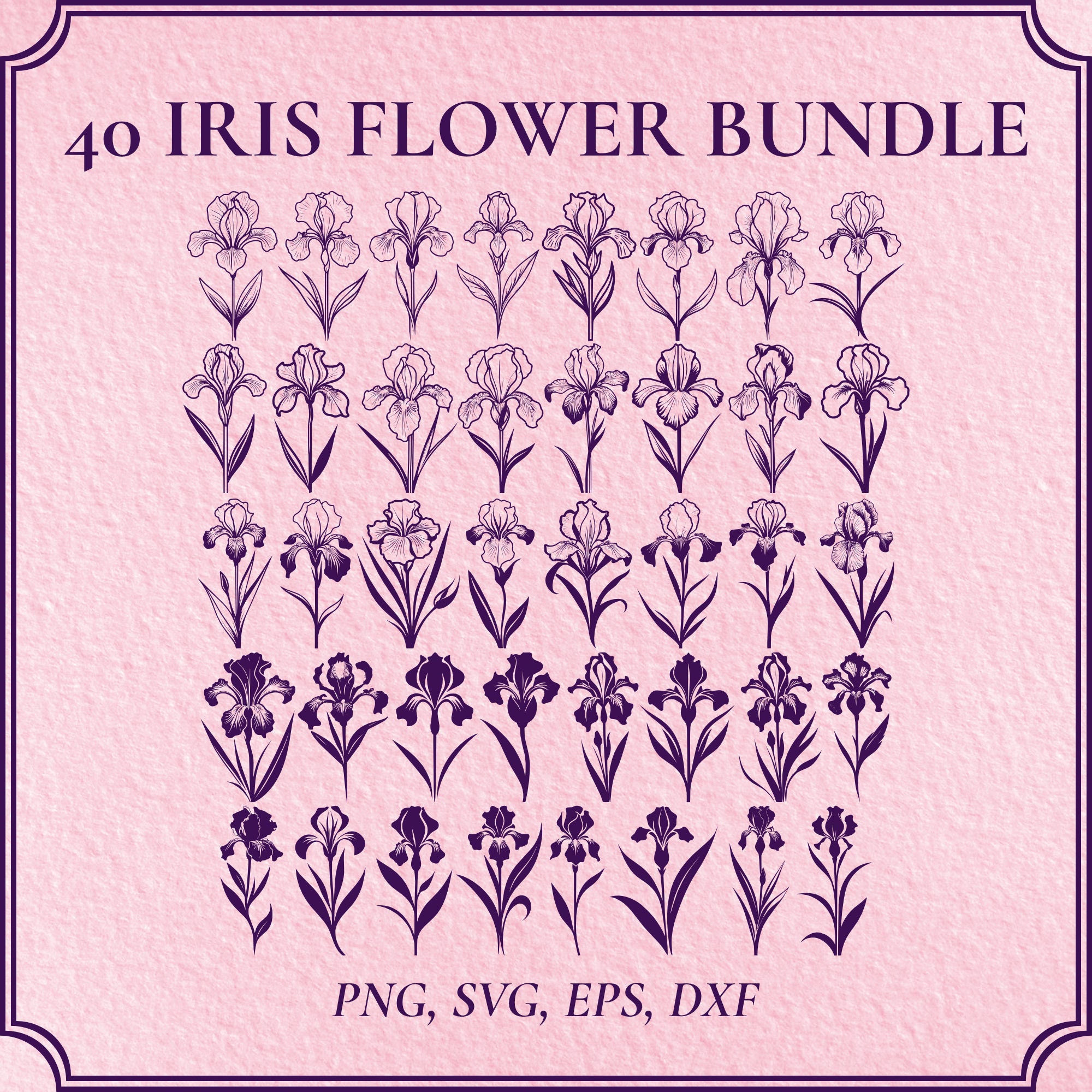 Iris Flower SVG Bundle, 40 Cut File Cricut Silhouette, Siberian Iris ...