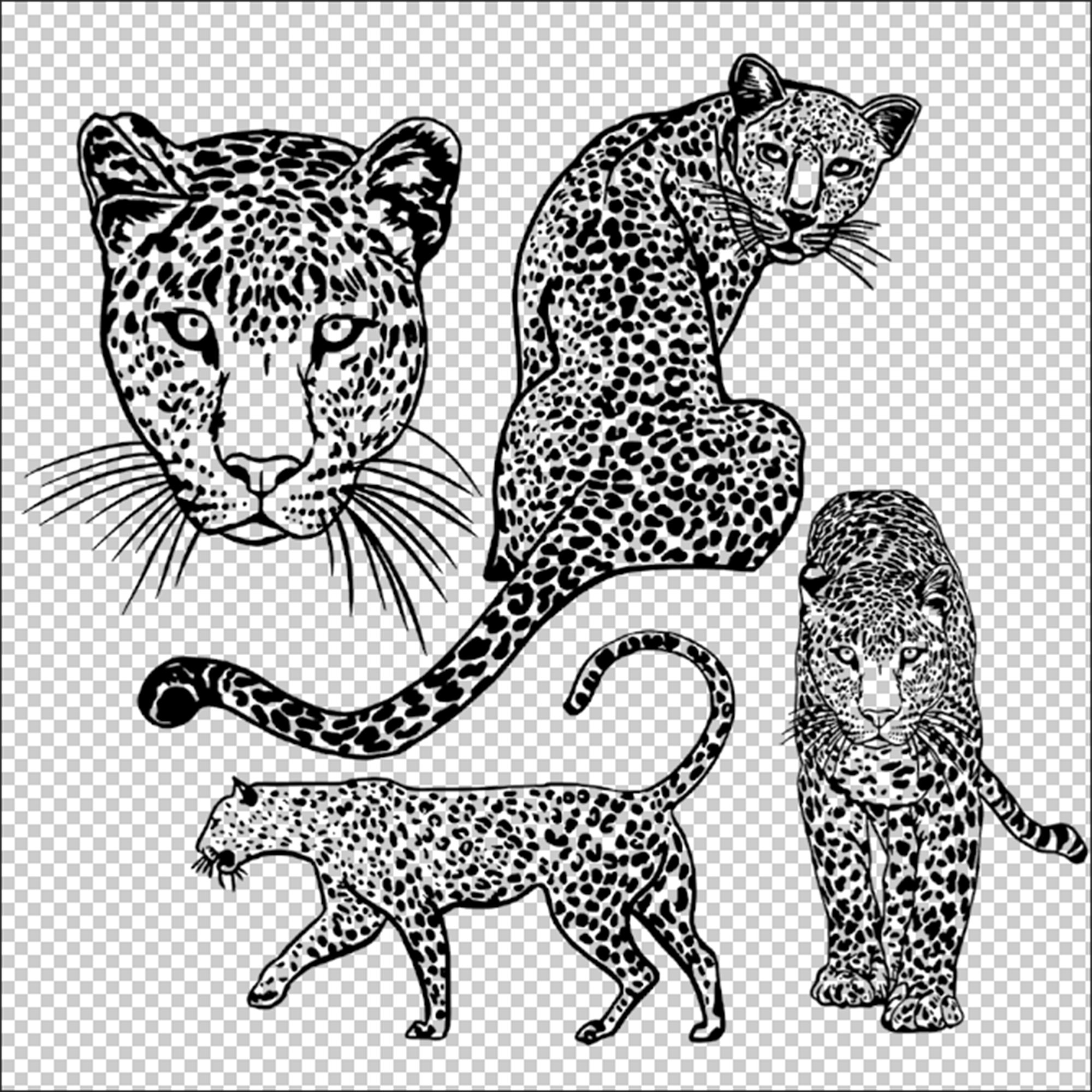 Leopard SVG Files, Bundle of 4 Leopard Images for Free Personal and ...