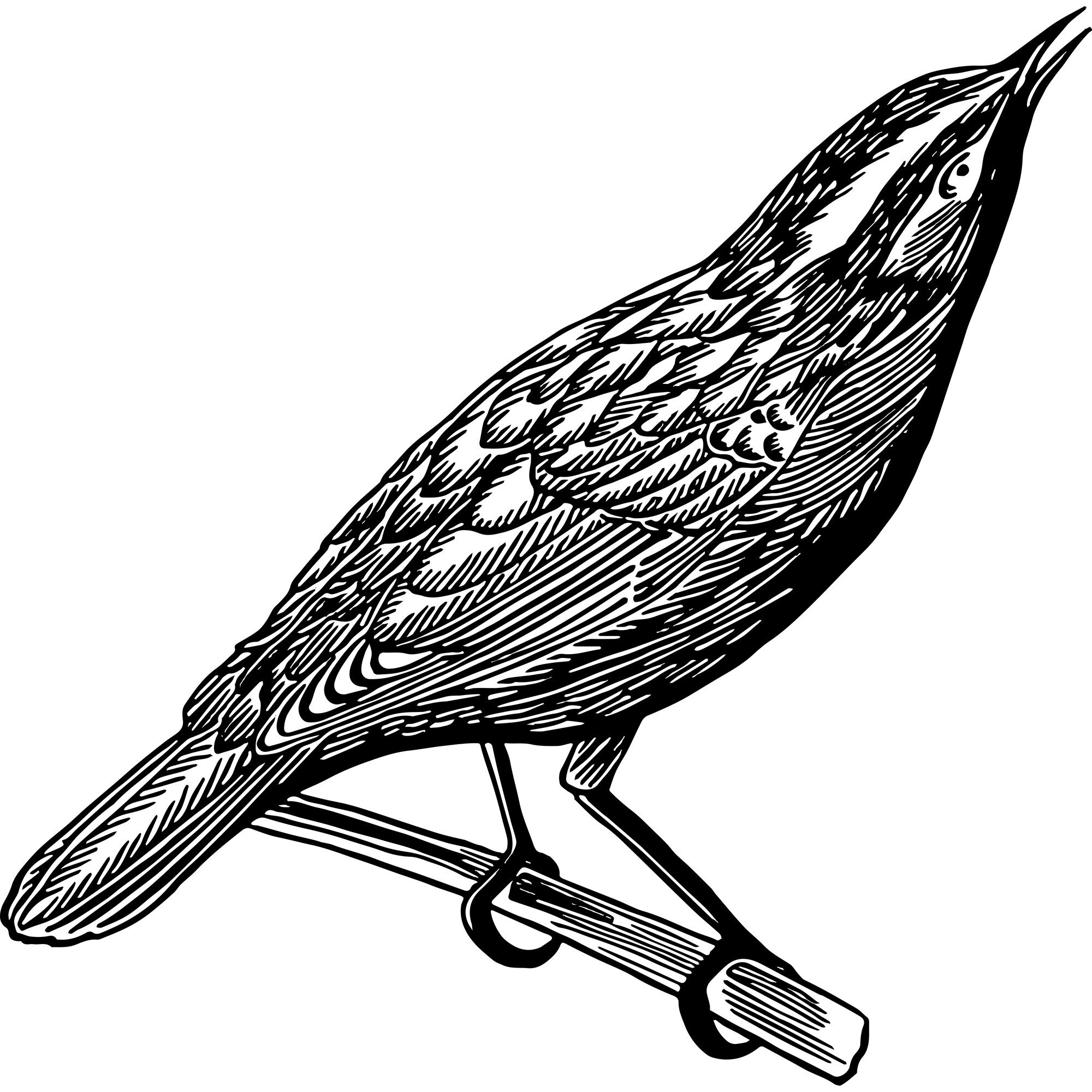 Birds Svg, Instant Download Files, Svg, Png, Eps, Fully Editable ...