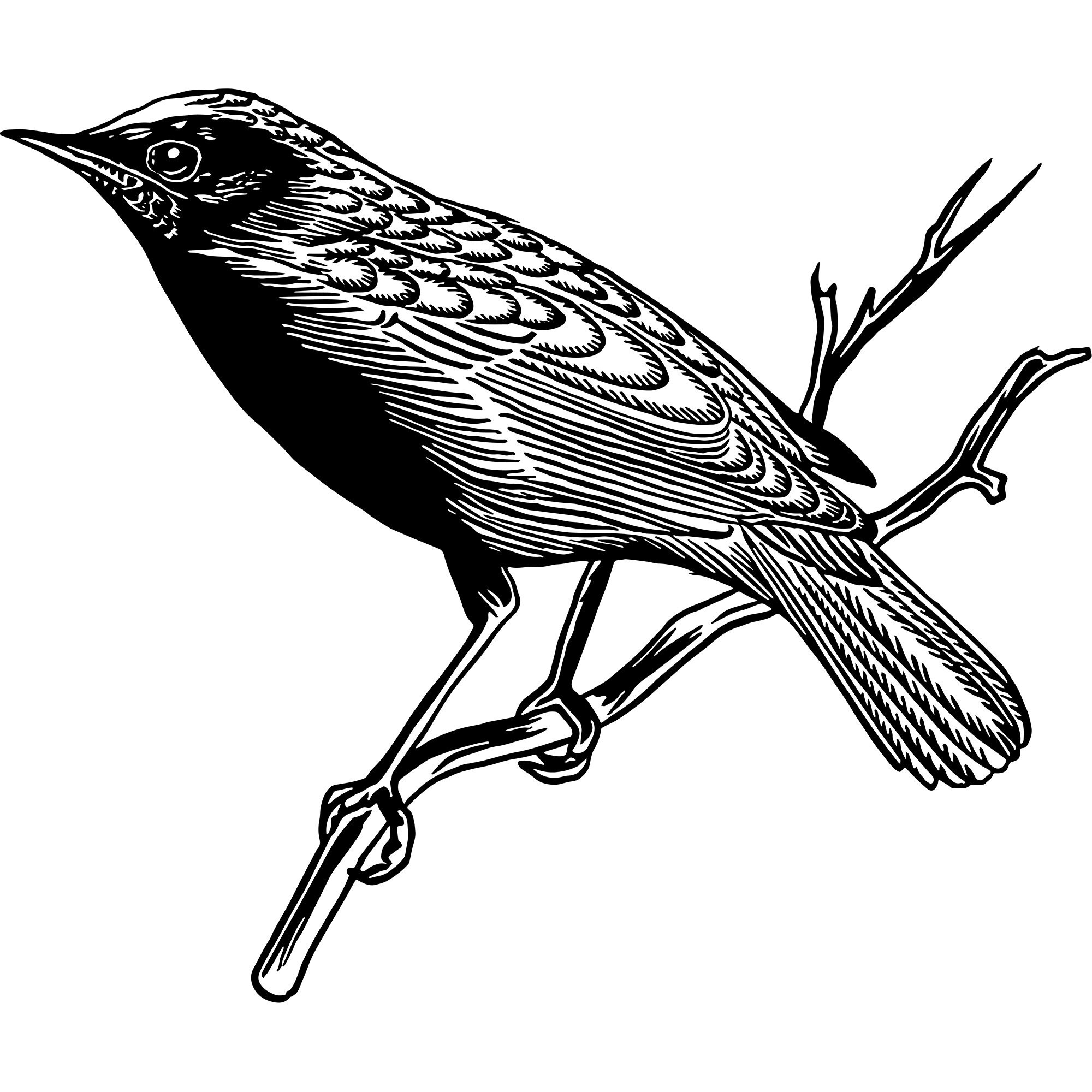 Birds Svg, Instant Download Files, Svg, Png, Eps, Fully Editable ...