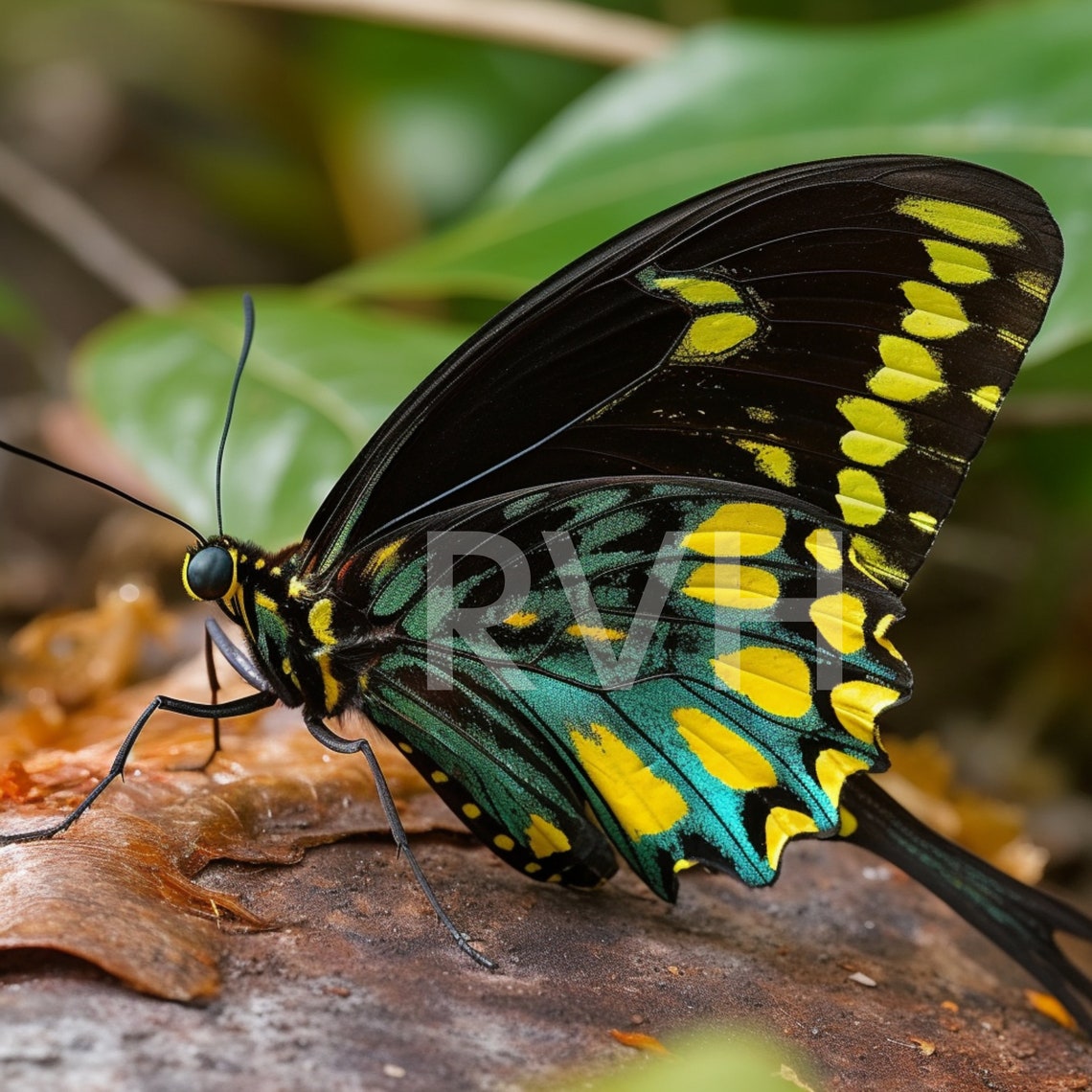 Goliath Birdwing Butterfly in a Set of 3 Digital Downloads. Goliath ...