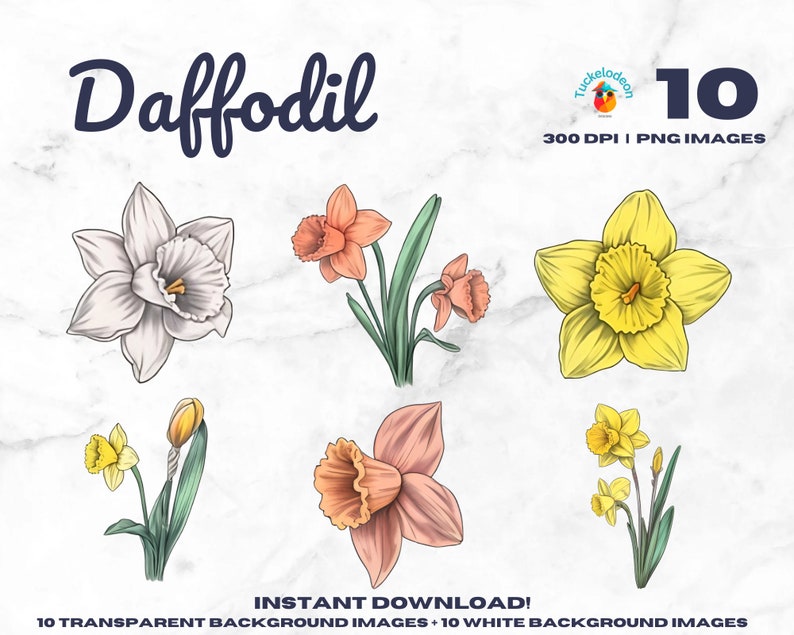 Daffodil Clipart - PNG Clip Art Bundle - Hand Drawn Style - Spring ...