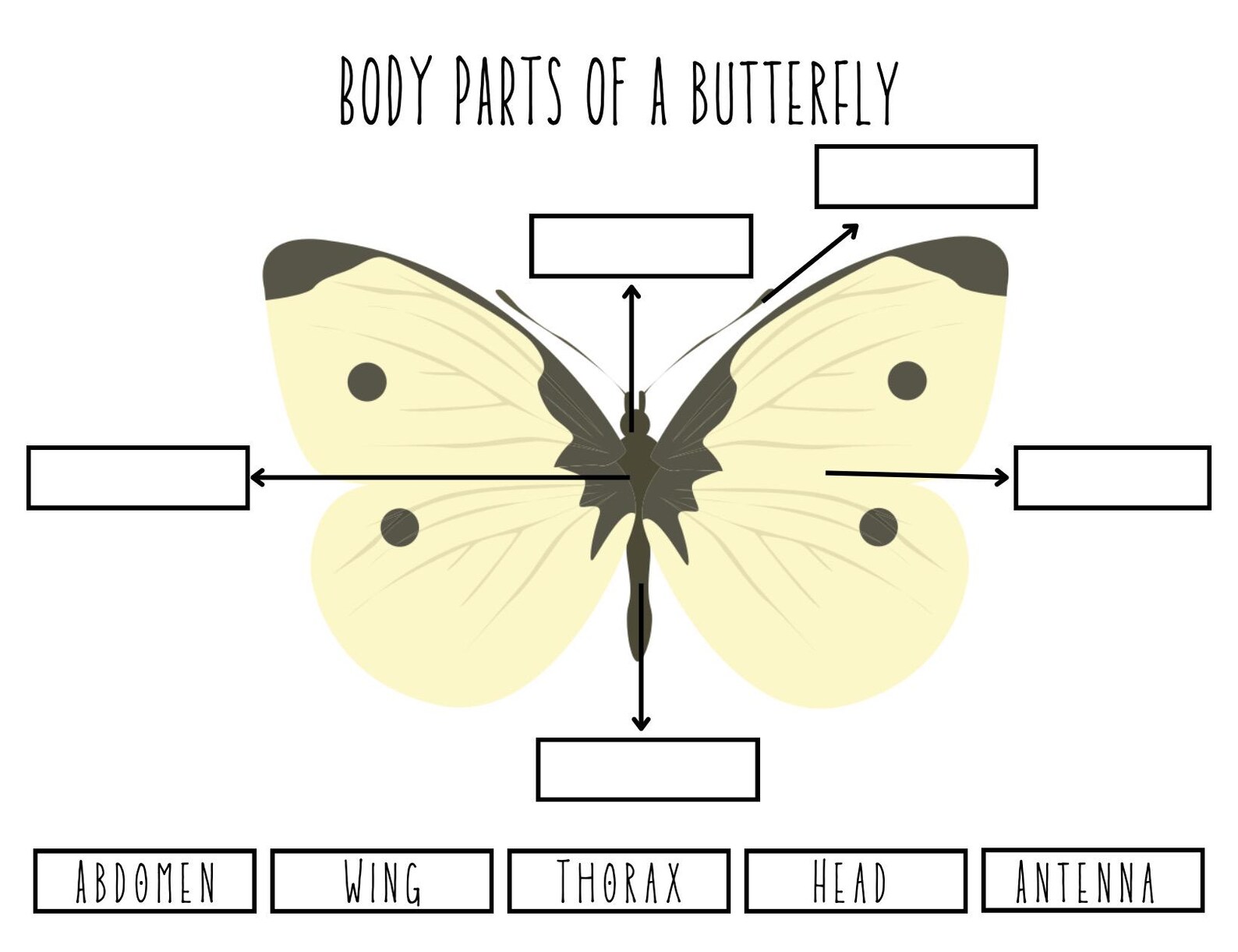 Butterfly Unit Study Butterfly Activity Book Science Activity All About ...