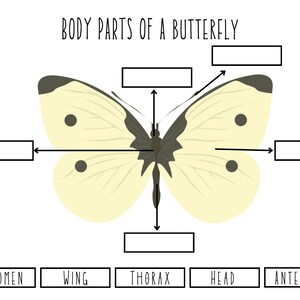 Butterfly Unit Study Butterfly Activity Book Science Activity All About ...