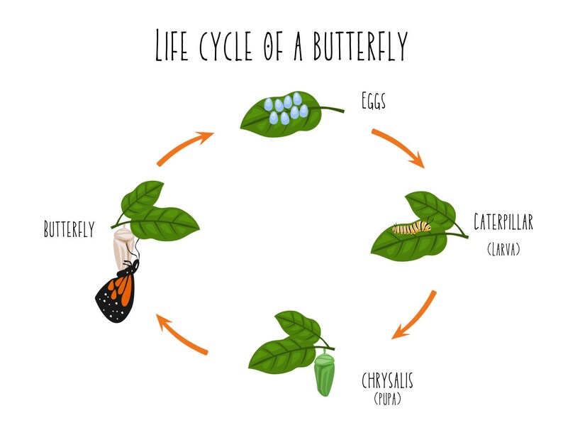 Butterfly Unit Study Butterfly Activity Book Science Activity All About ...