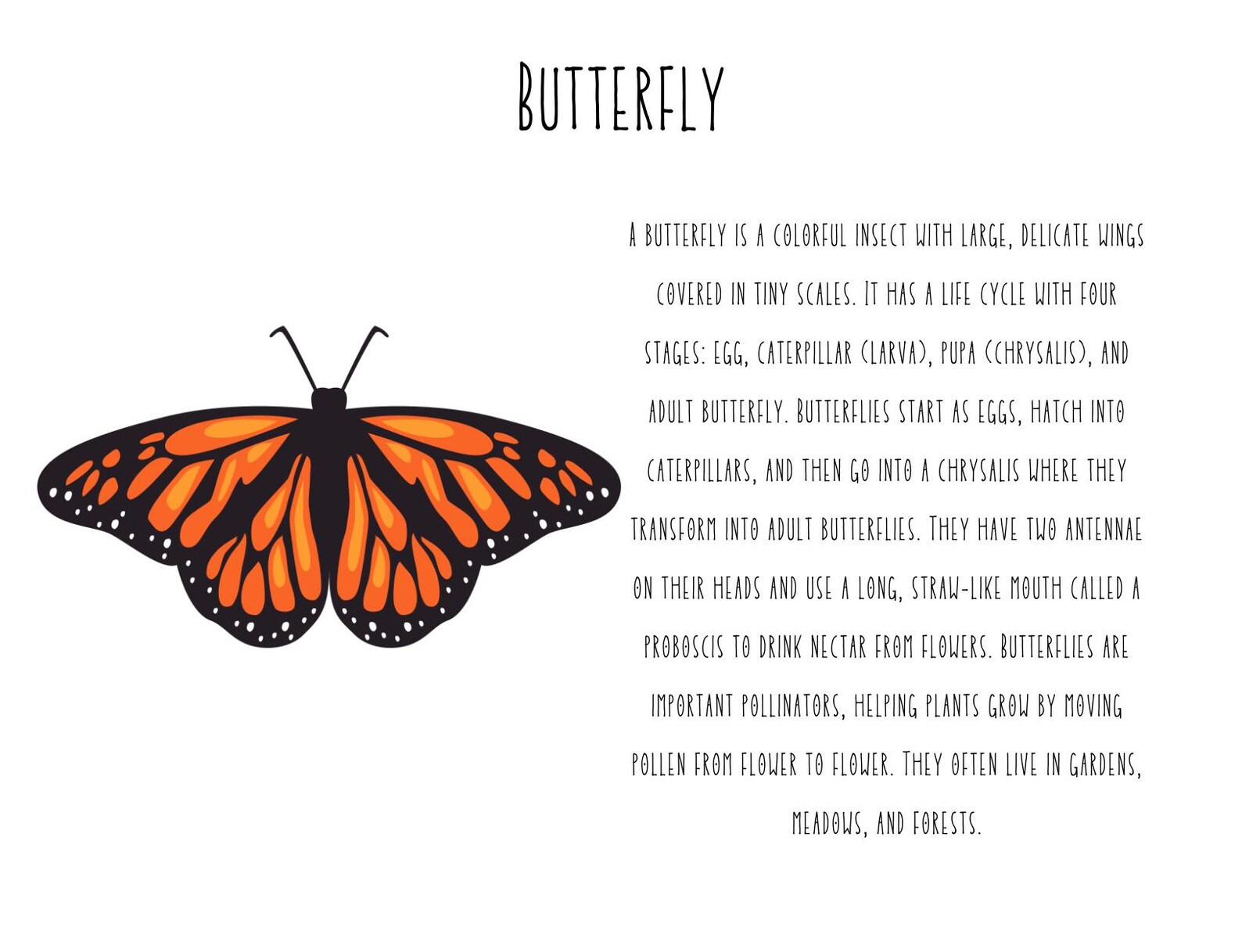 Butterfly Unit Study Butterfly Activity Book Science Activity All About ...