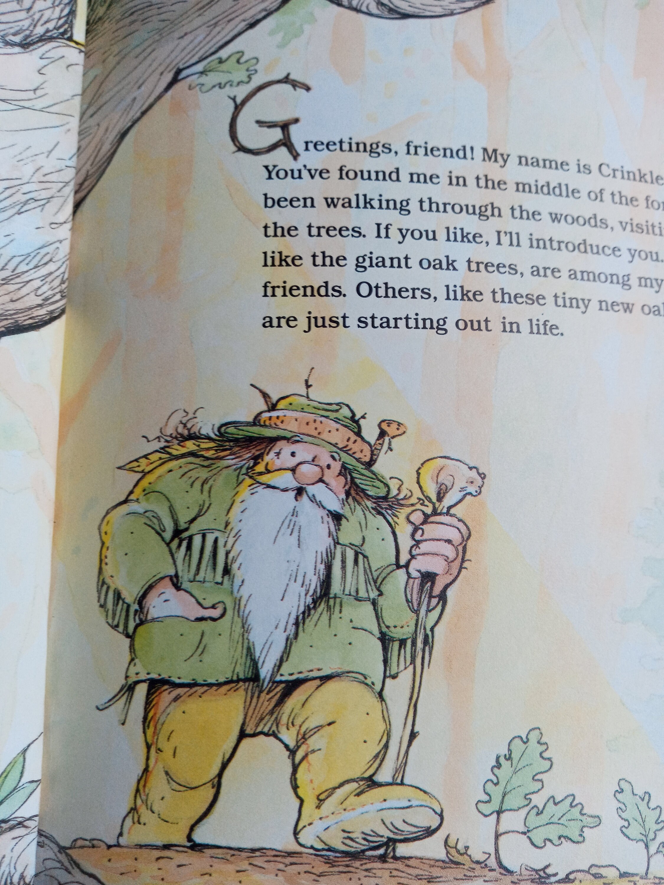Crinkleroot's Guide to Knowing the Trees - Etsy