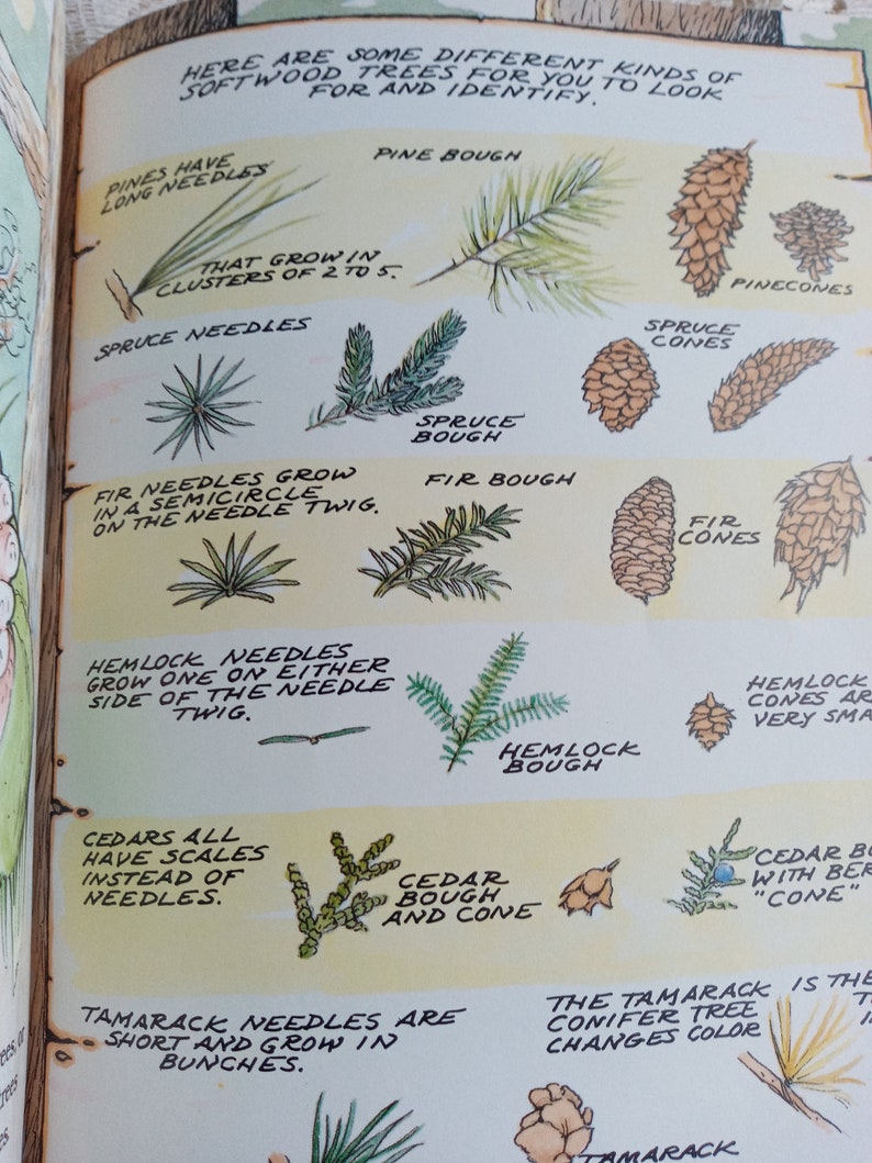 Crinkleroot's Guide to Knowing the Trees - Etsy