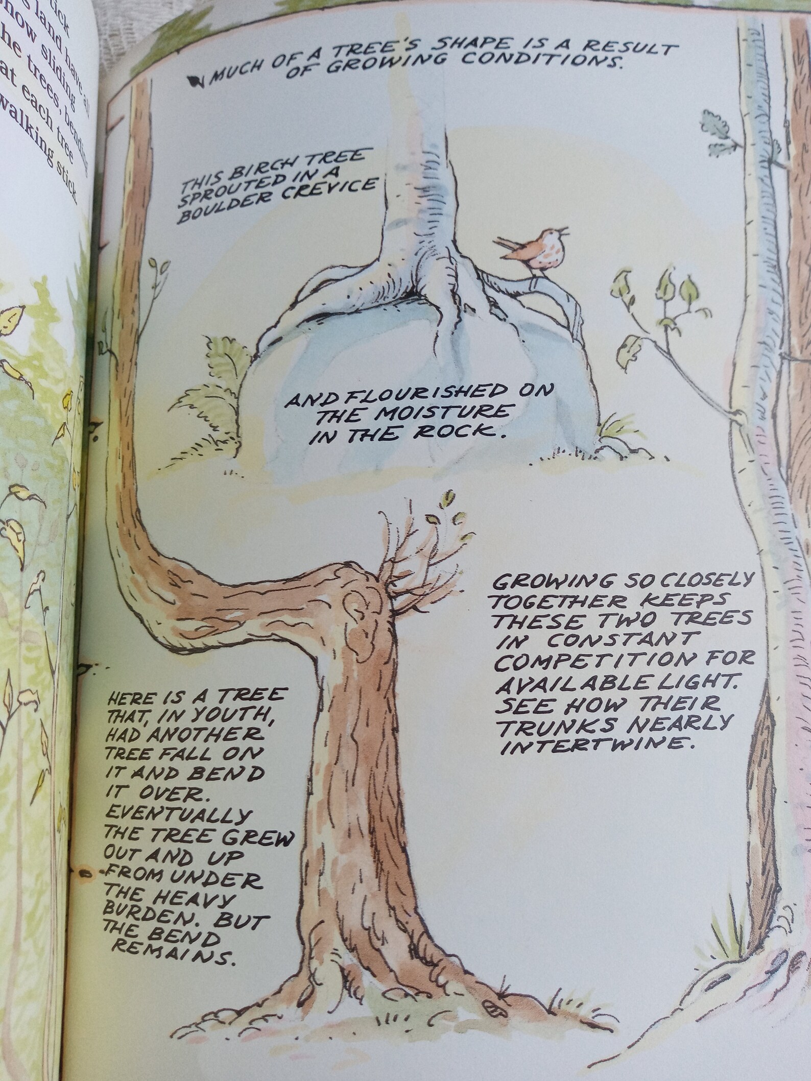 Crinkleroot's Guide to Knowing the Trees - Etsy