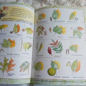 Crinkleroot's Guide to Knowing the Trees - Etsy