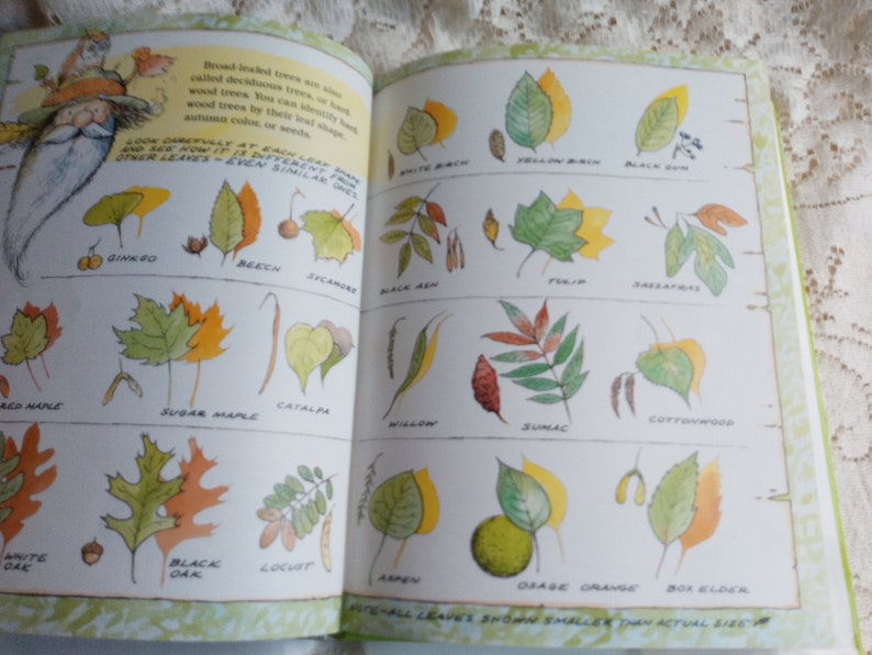 Crinkleroot's Guide to Knowing the Trees - Etsy