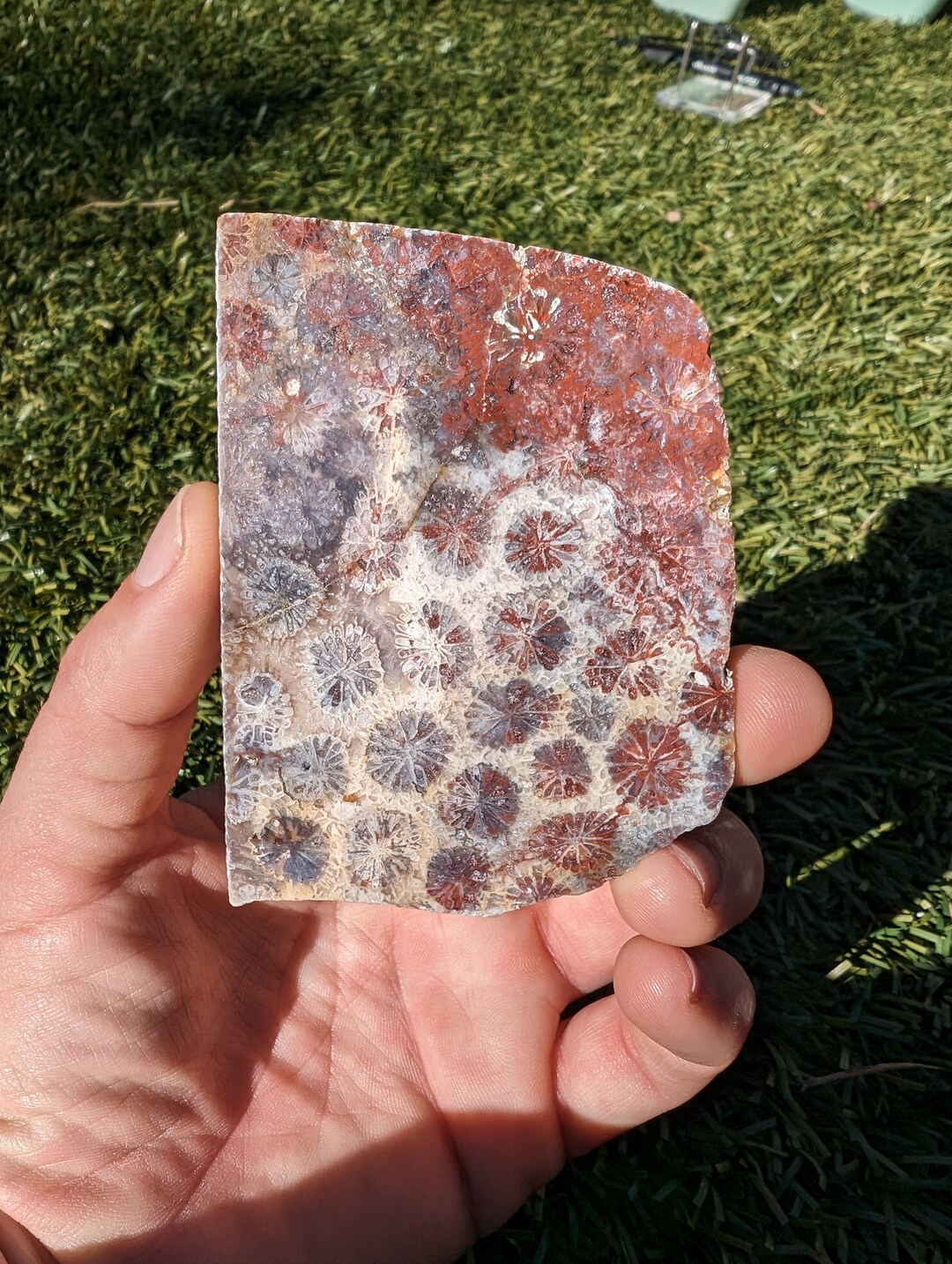 Fossil Coral Slab, From Indonesia. FC6 Multi Color, Purple, Red, Yellow ...