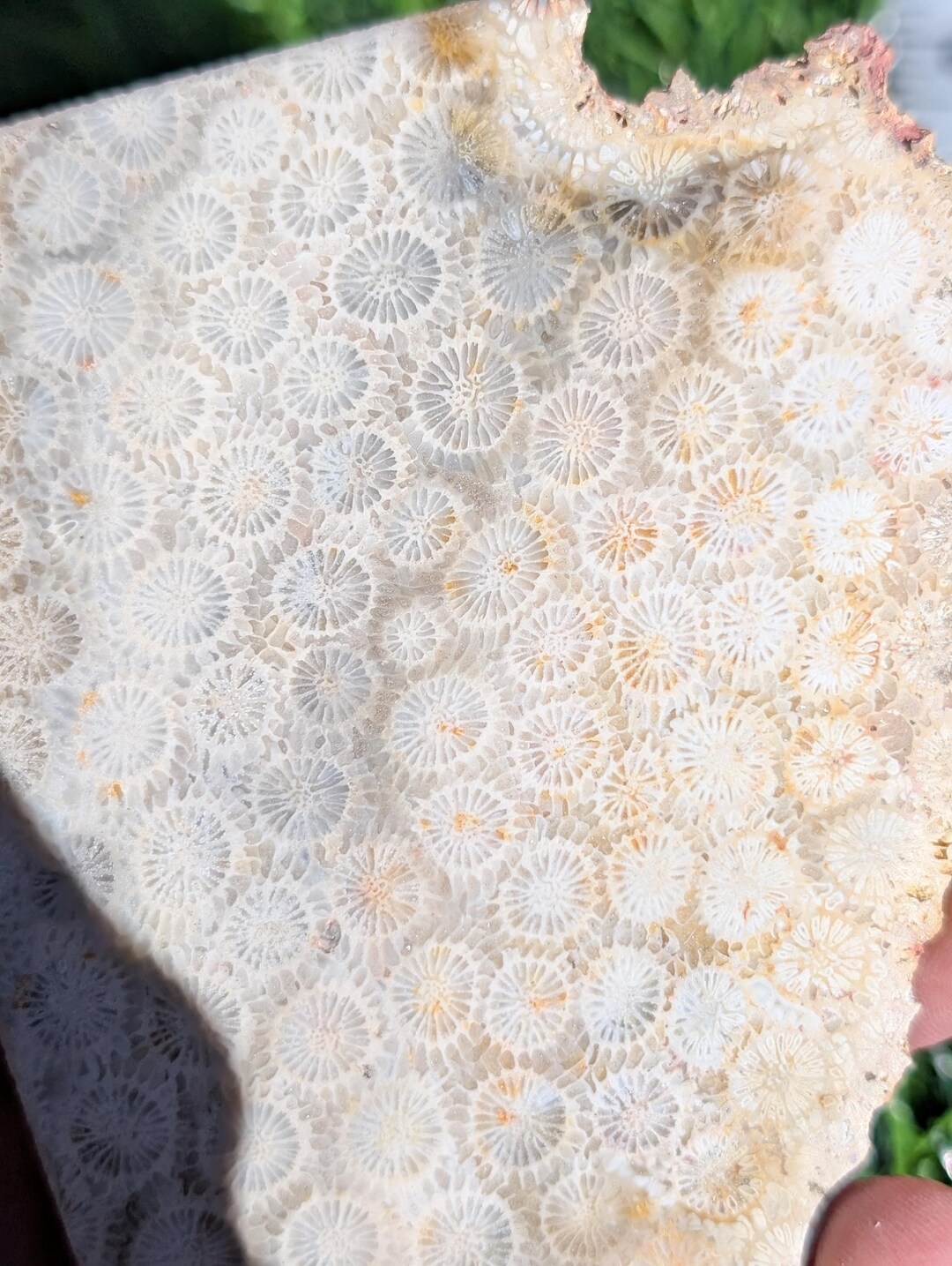 Fossil Coral Slab, From Indonesia. FCS7.3 Fossilized Coral Slab for ...
