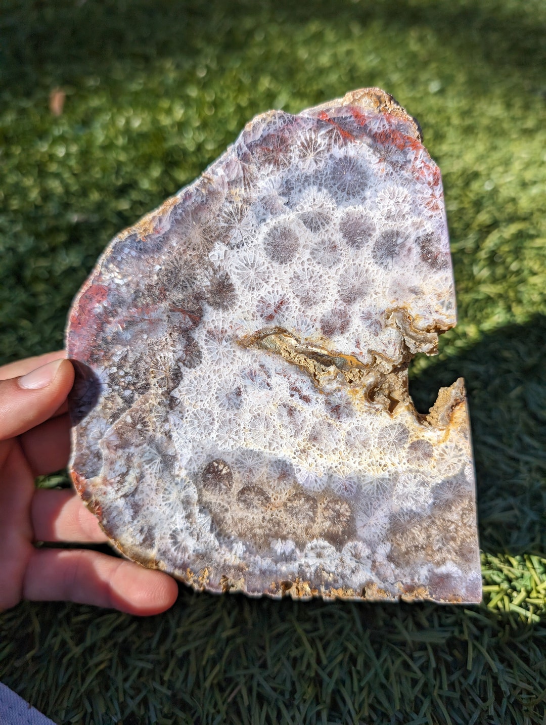 Large Fossil Coral Slab, From Indonesia. FC10 Rainbow, Purple, Red ...