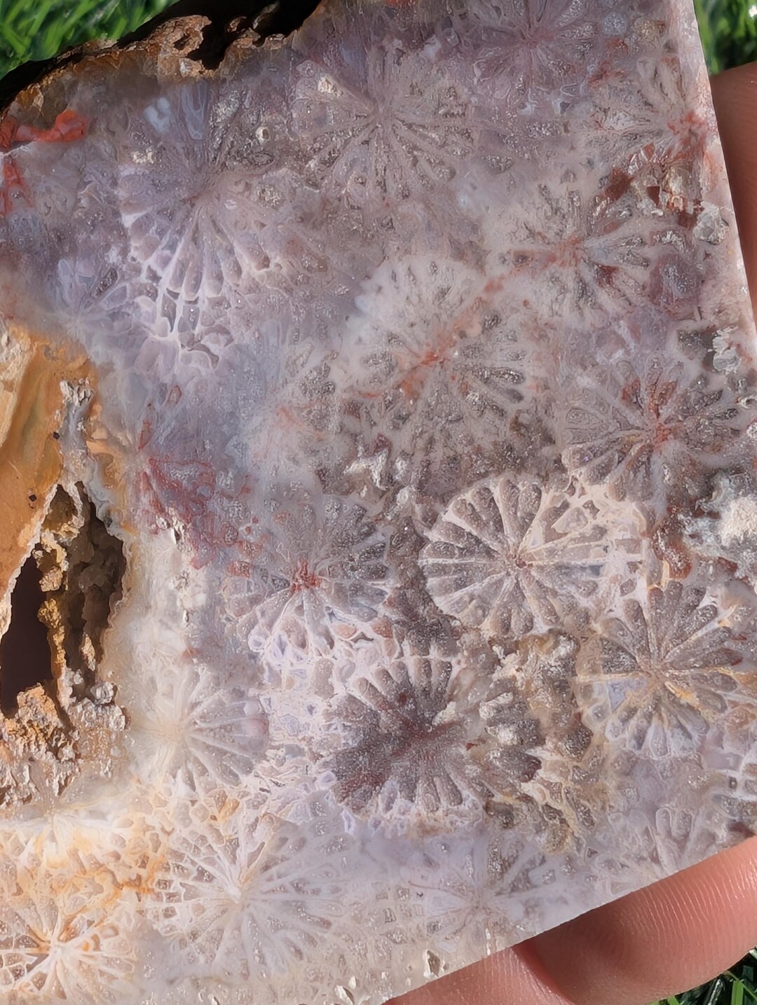 Fossil Coral Slab, From Indonesia. FC5 Multi Color, Purple, Red, Yellow ...