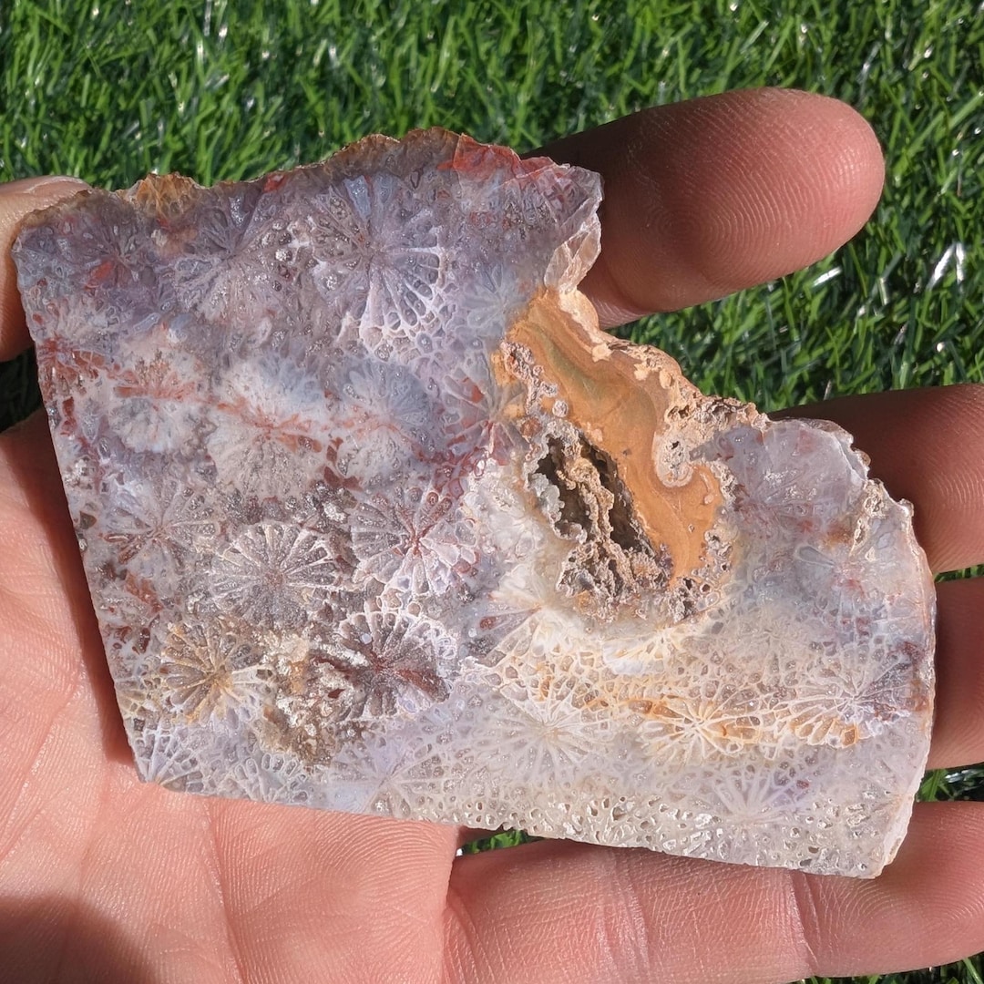 Fossil Coral Slab, From Indonesia. FC6 Multi Color, Purple, Red, Yellow ...