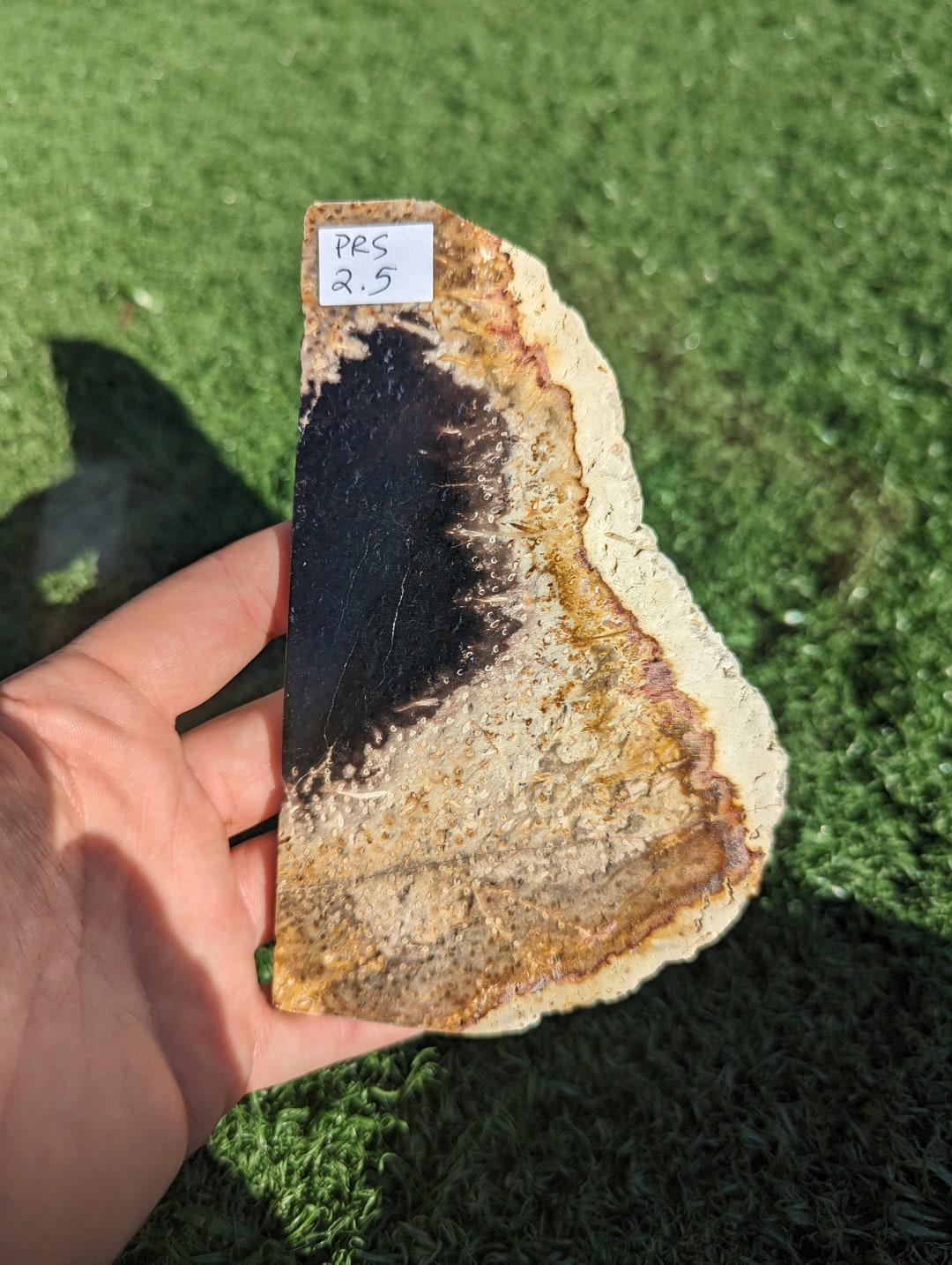 Palm Root Small Slab Petrified Wood Slab,petrified Palm Root Slab for ...
