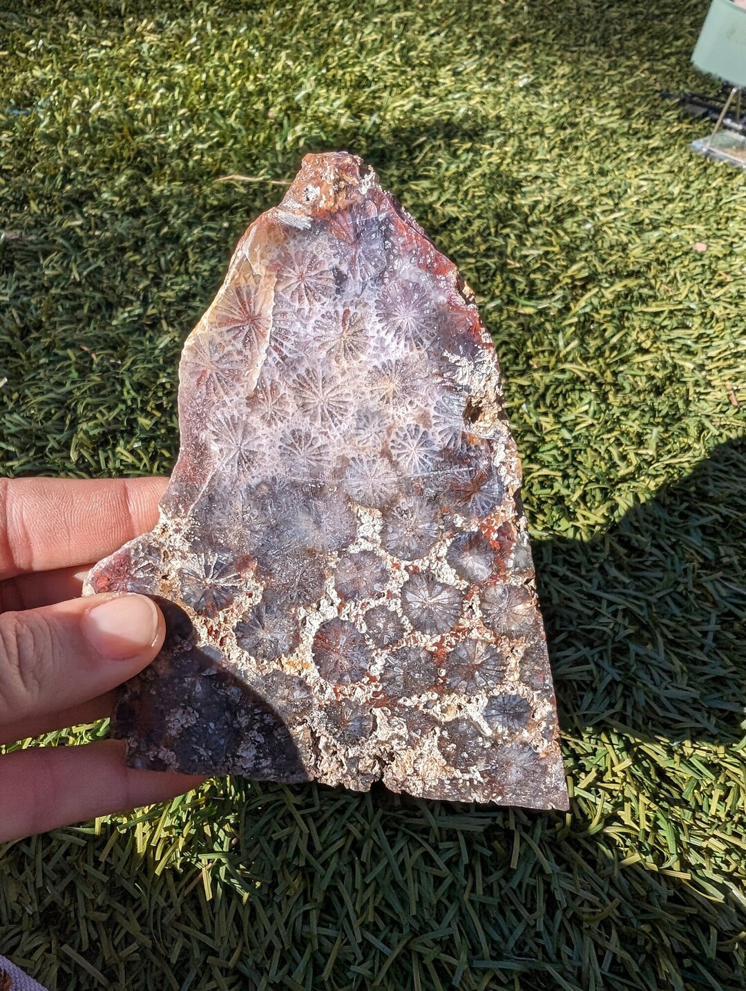 Fossil Coral Slab, From Indonesia. FC9 Multi Color, Purple, Red, Yellow ...