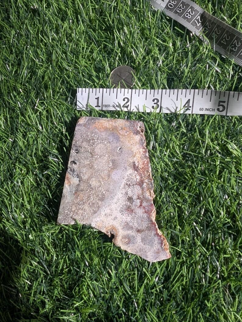 Fossil Coral Slab, From Indonesia. FC7 Multi Color, Purple, Red, Yellow ...