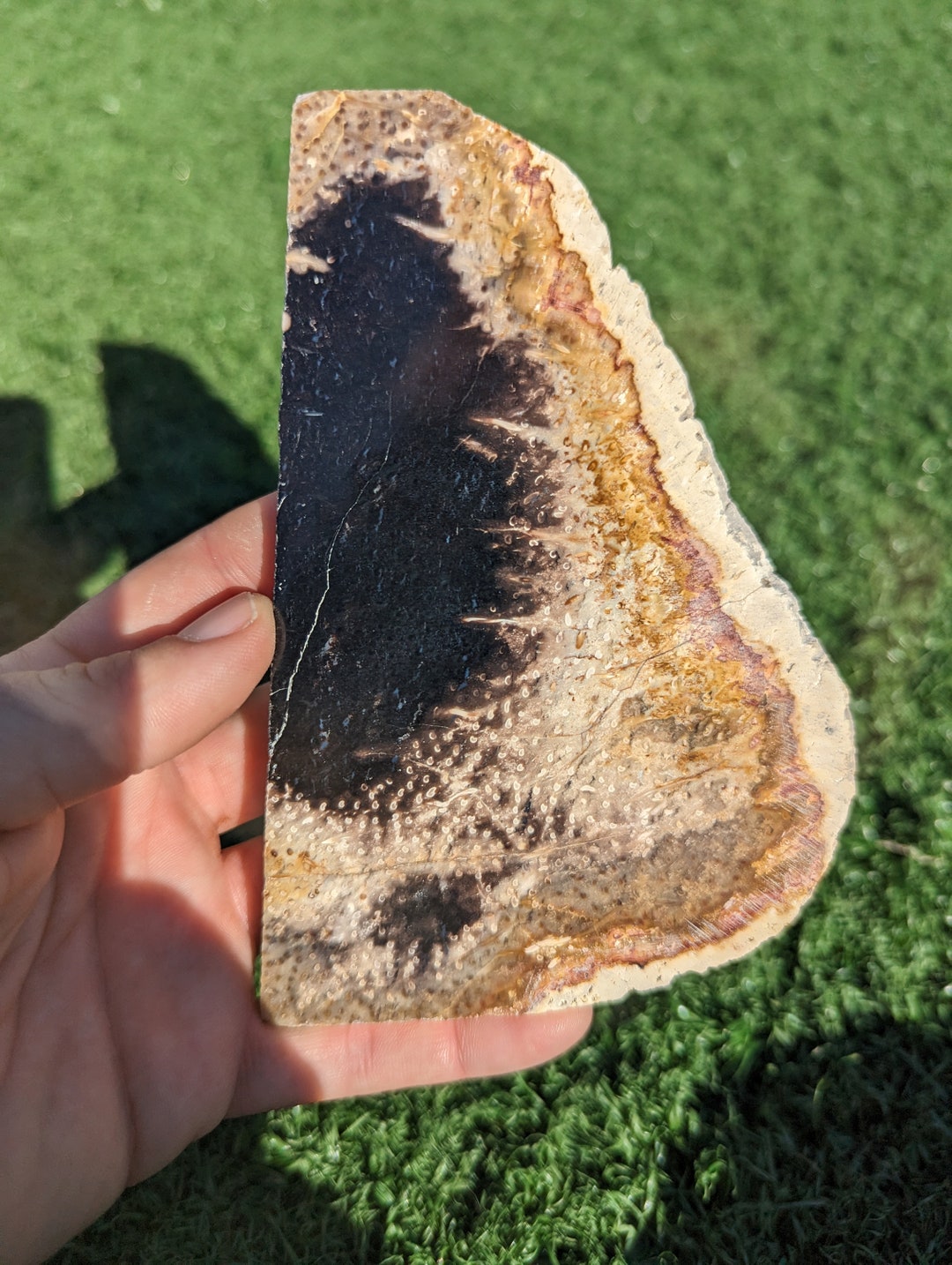 Palm Root Small Slab Petrified Wood Slab,petrified Palm Root Slab for ...