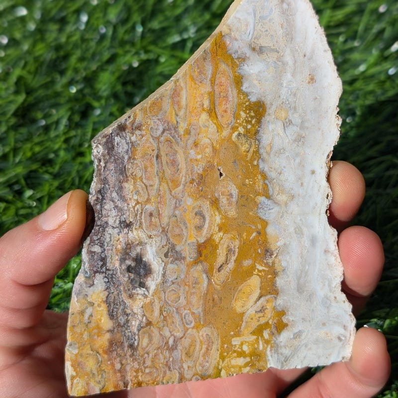 Petrified Wood 12 Slab - Etsy