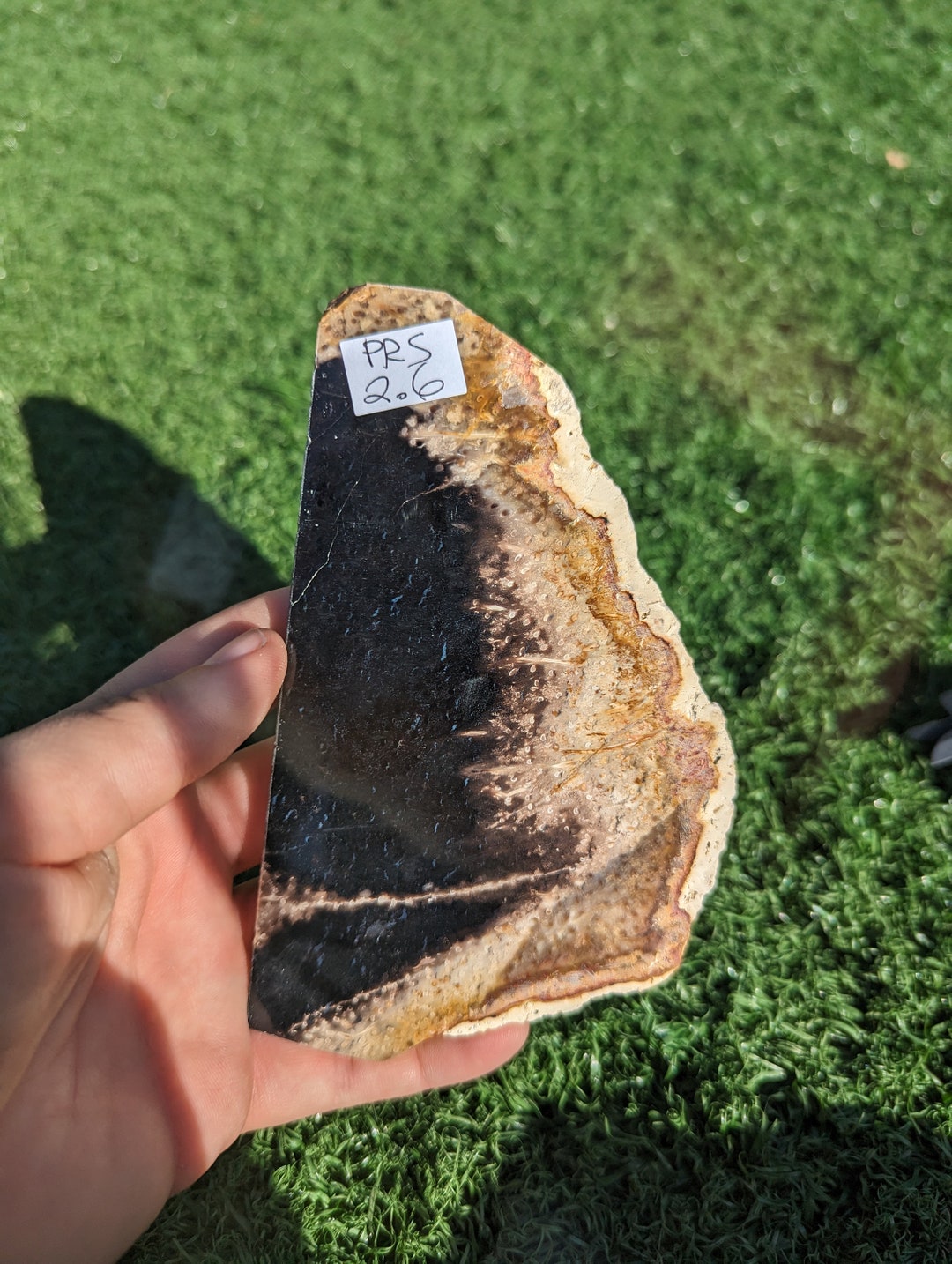 Palm Root Small Slab Petrified Wood Slabpetrified Palm Root - Etsy