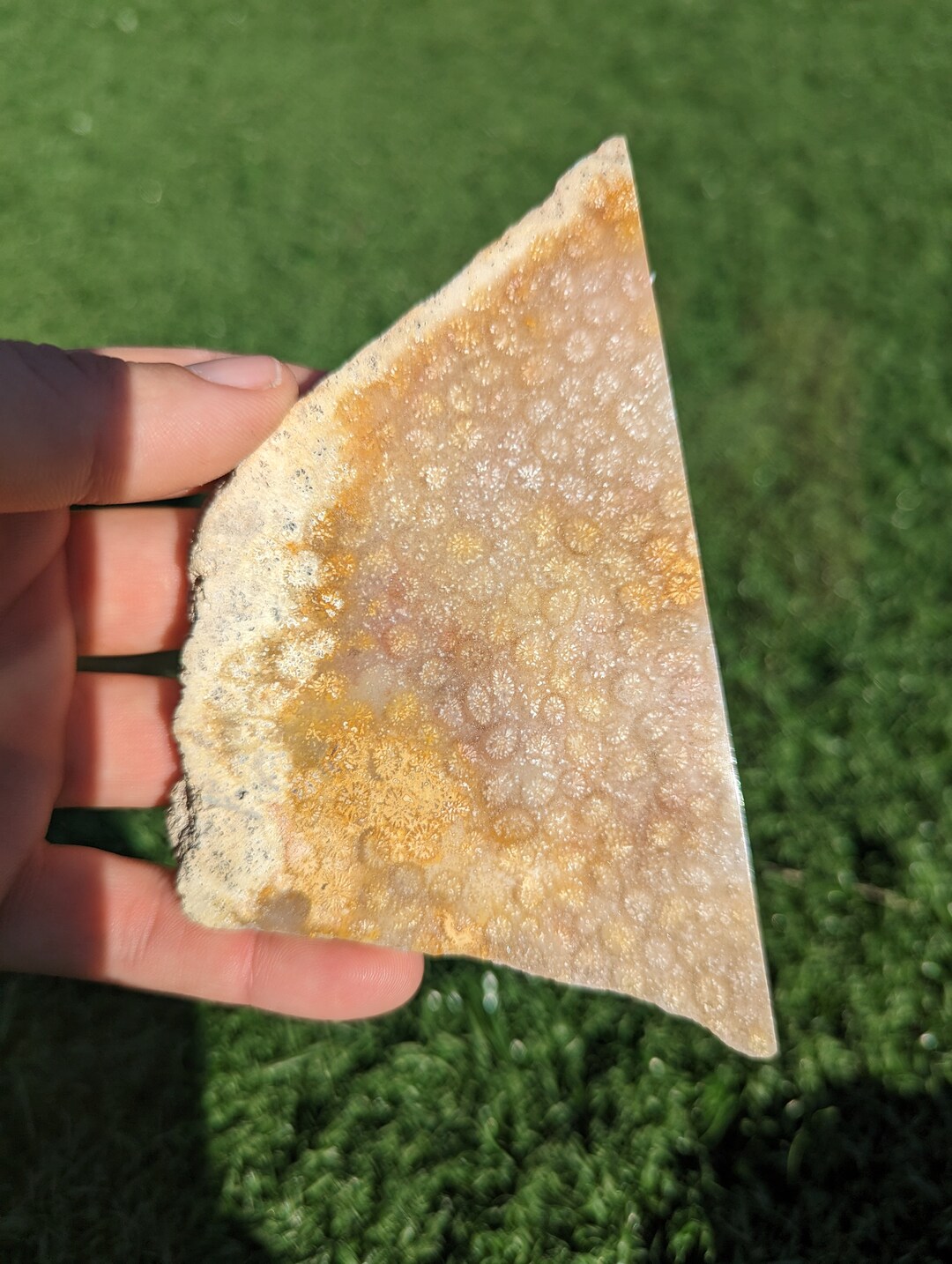 Fossil Coral Slab From Indonesia. FCS2 Shaped Fossilized - Etsy