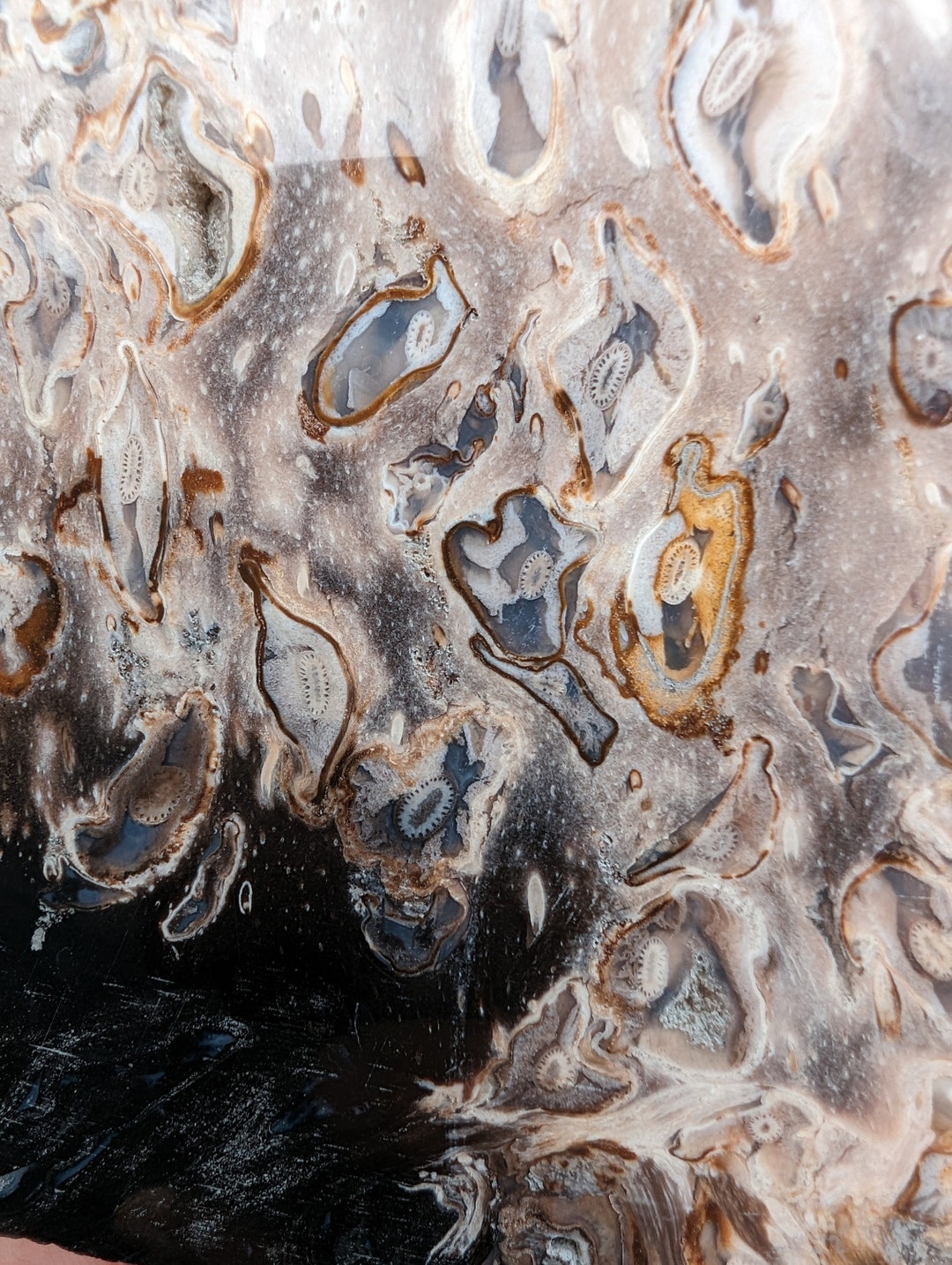 Palm Root Thick Slab, Nice Flame Pattern! Petrified Wood Slab,petrified ...