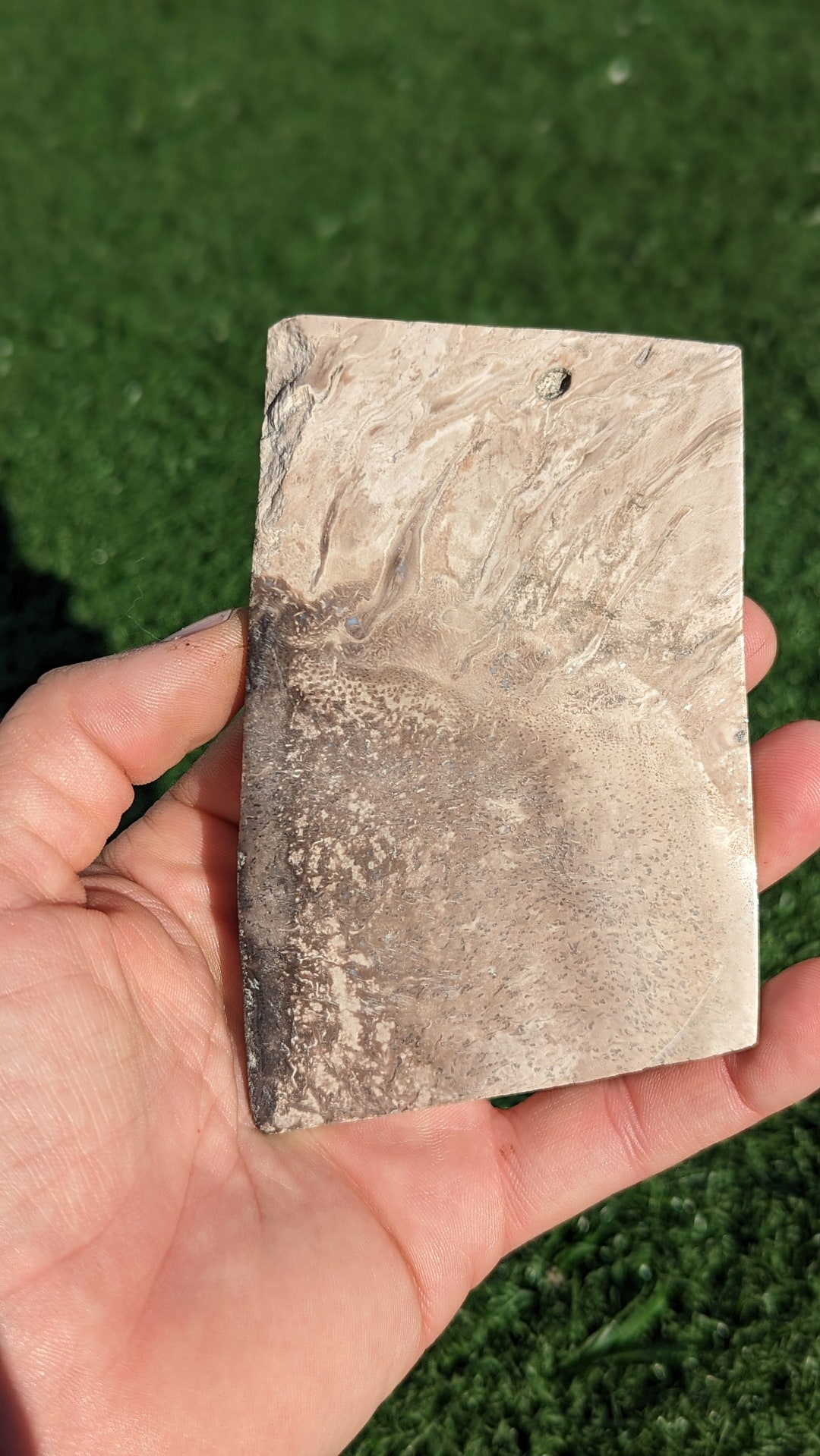 Palm Root Small Slab 4" X 2.5", Petrified Wood Slab, Mostly the White ...