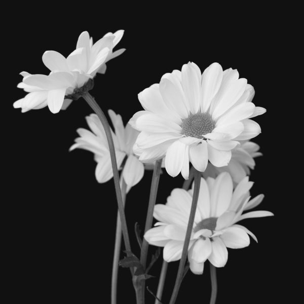 Black and White Flower Photo Prints - Etsy