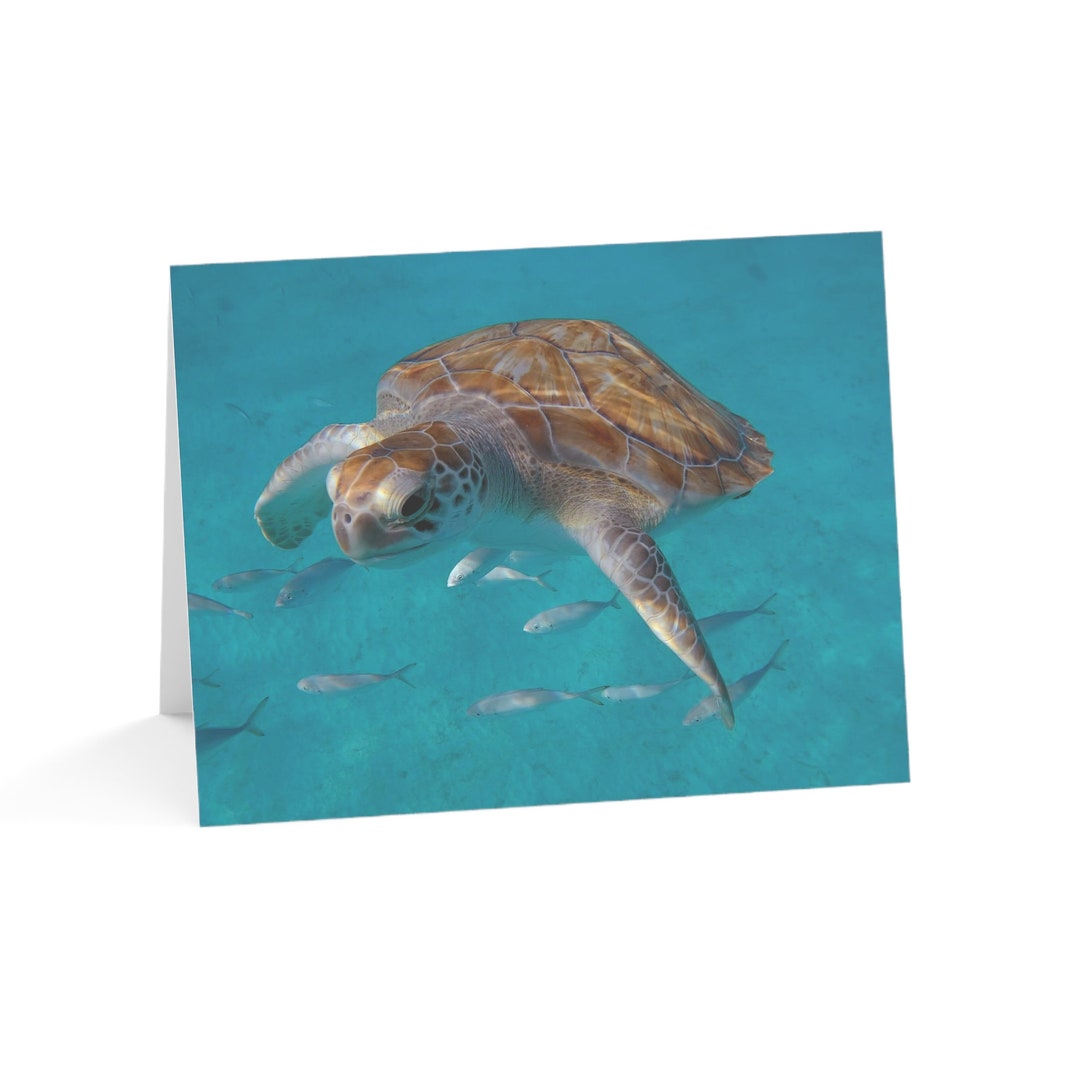 Sea Turtle Greeting Card (packages of 1 or 10), Gift for Sea Turtle ...
