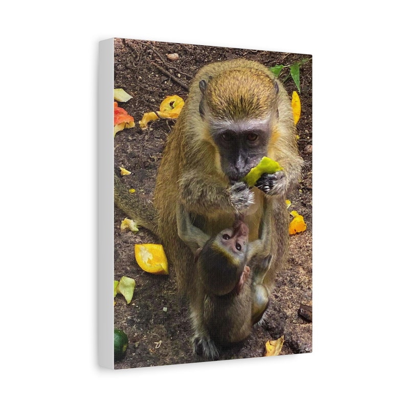 Adorable Mother and Baby Monkeys Printed on 12" X 9" Matte Canvas ...