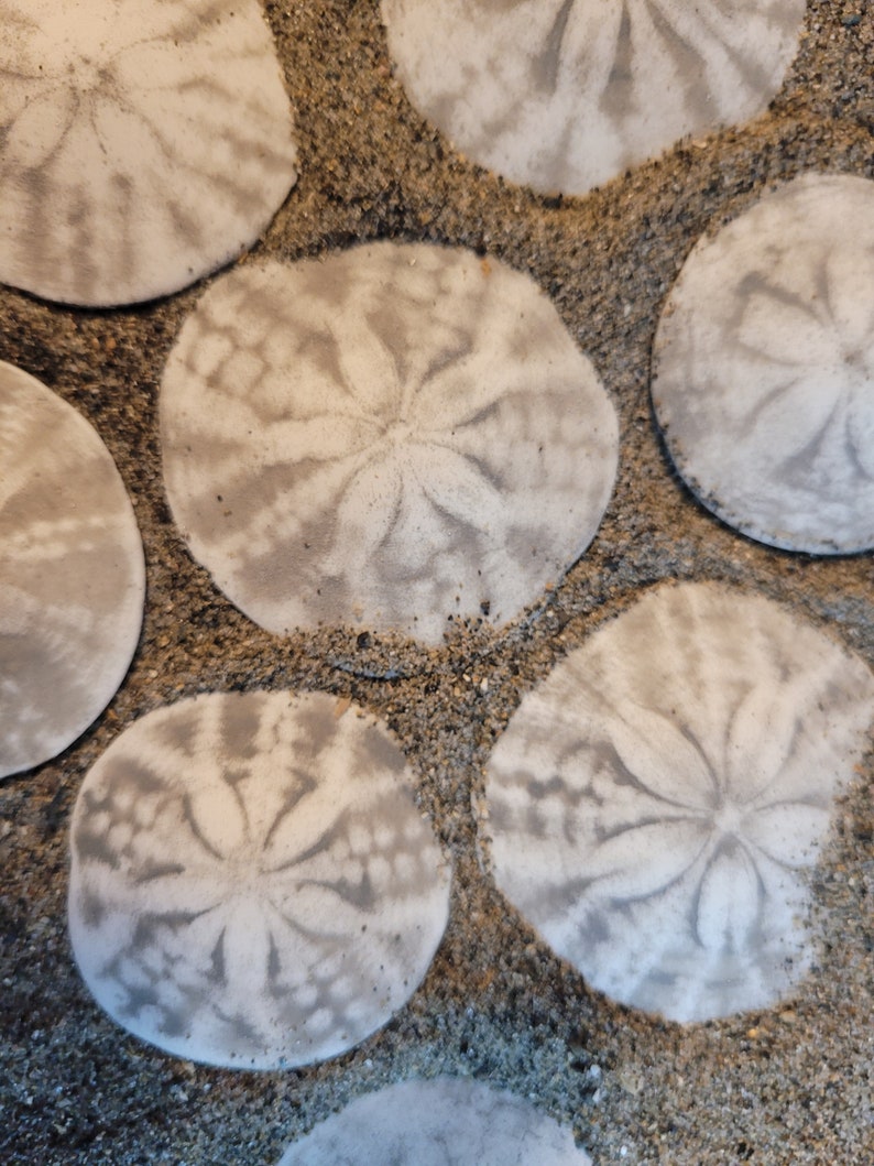 Resin Sand Dollars: Beach Decor, Coastal Crafts (10 Piece Set) - Etsy