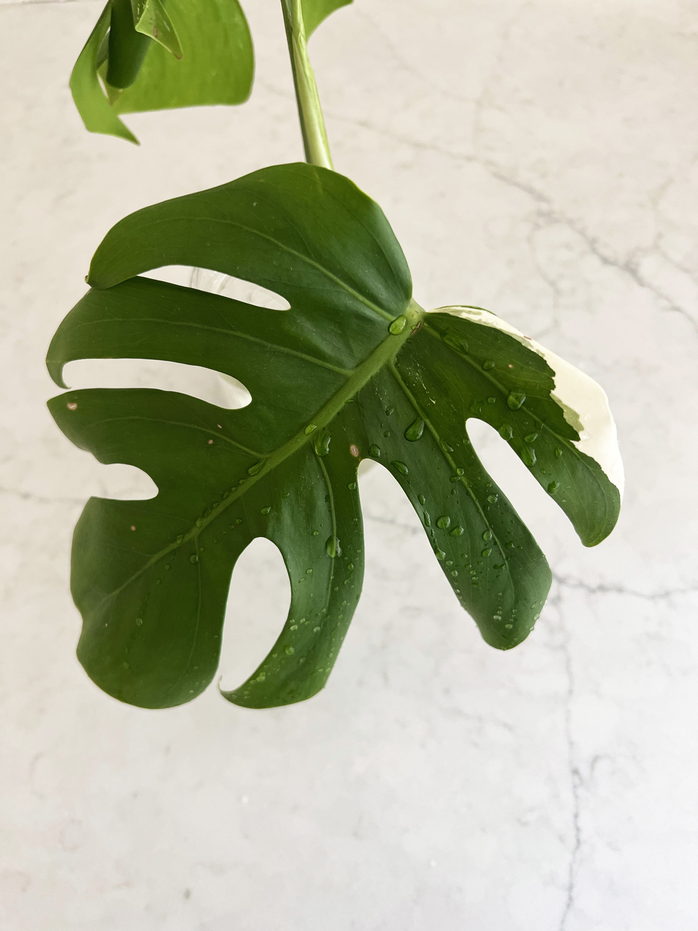 Variegated Monstera Deliciosa Cutting - 2 Large Variegated Leaves With ...