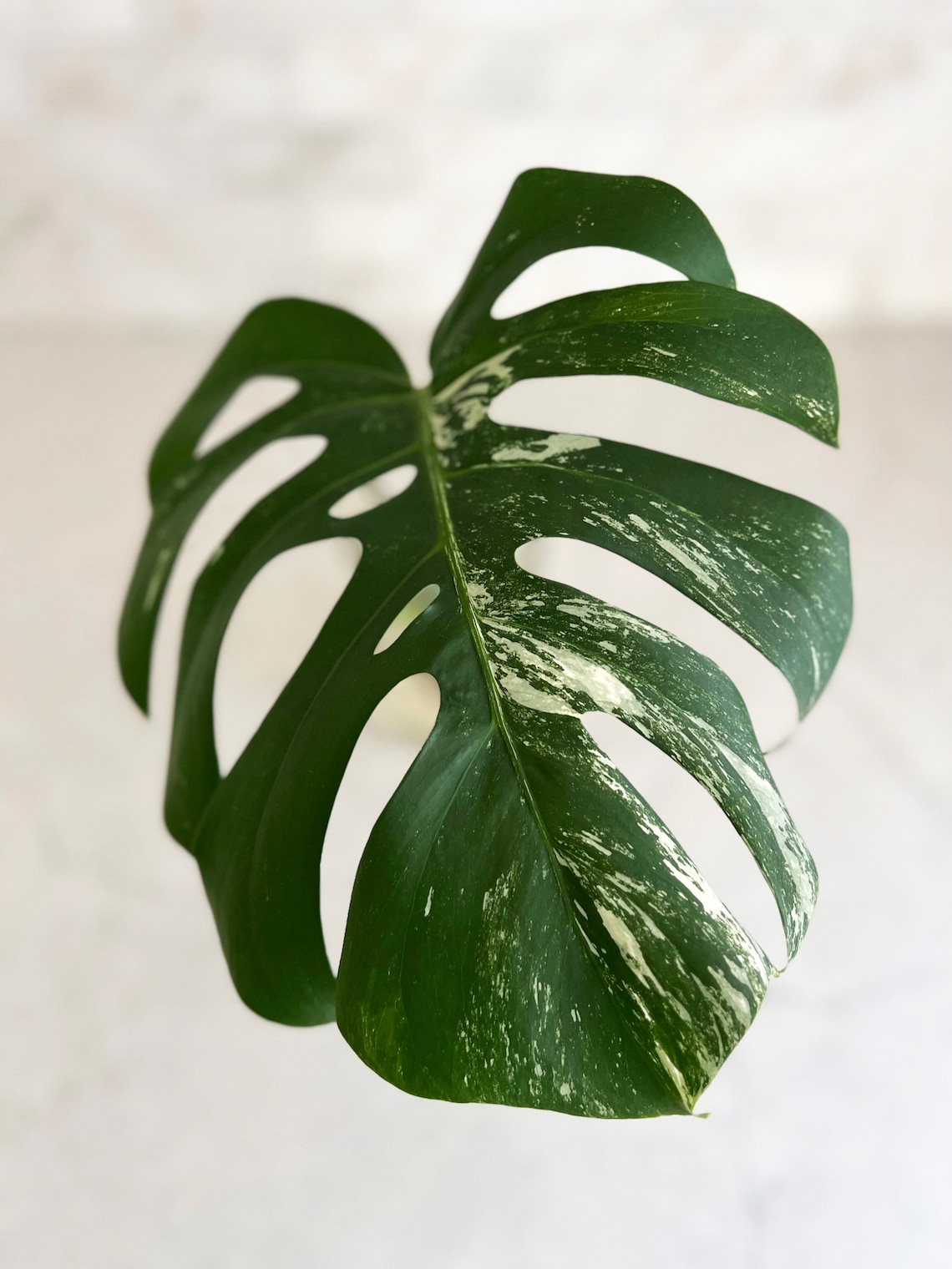 White Monstera Plant for Sale - Variegated Monstera Cutting - 1 Large ...