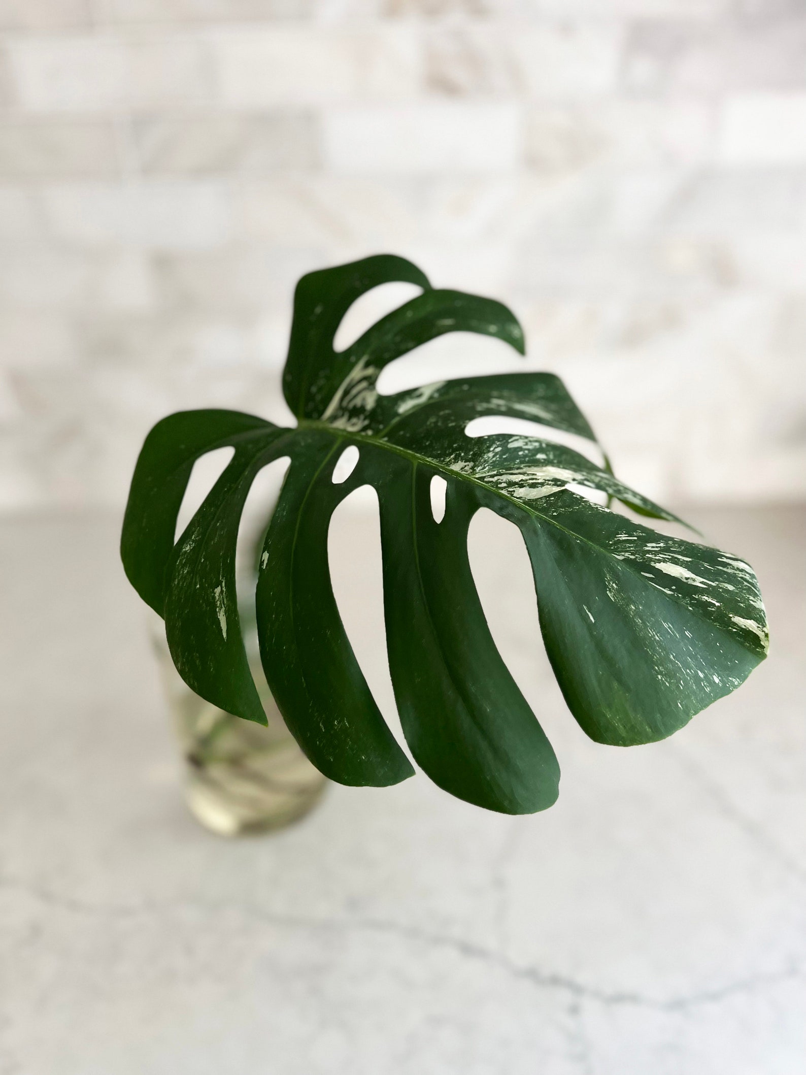 White Monstera Plant for Sale - Variegated Monstera Cutting - 1 Large ...