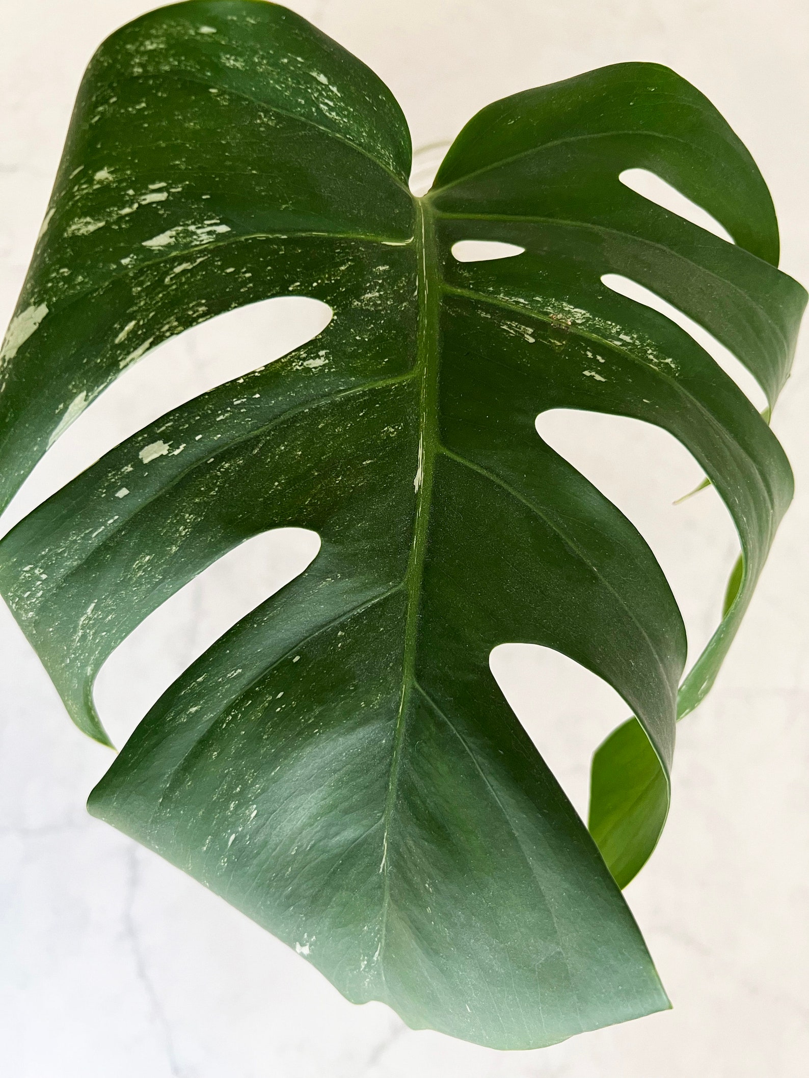 White and Green Monstera Plant for Sale - Variegated Monstera Cutting ...