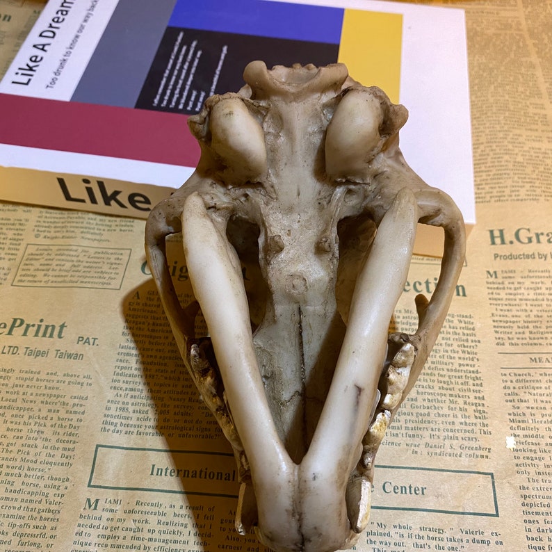 Snow Leopard Skull Fossil Ornamentcheetah Statuegothic - Etsy