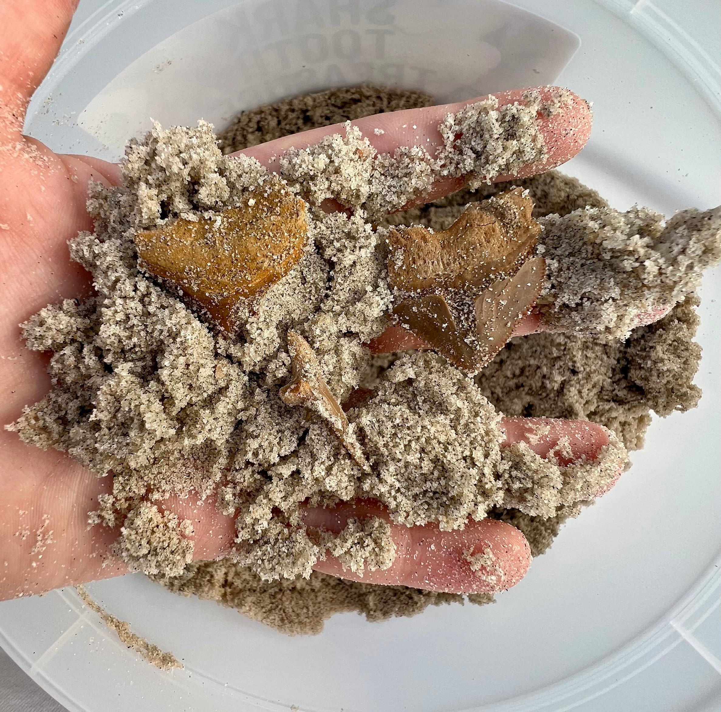 Shark Tooth Dig Kit/treasure Hunt Bucket (guaranteed FUN!) - Etsy