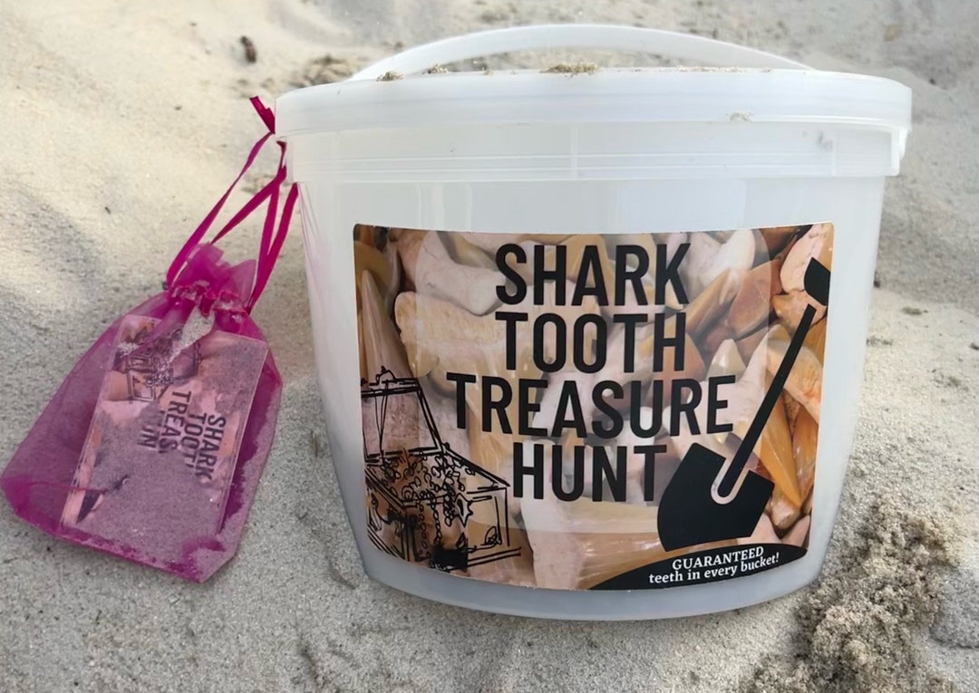 Shark Tooth Dig Kit/treasure Hunt Bucket (guaranteed FUN!) - Etsy