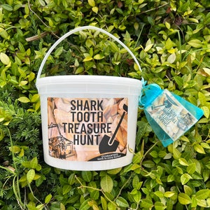 Shark Tooth Dig Kit/treasure Hunt Bucket (guaranteed FUN!) - Etsy