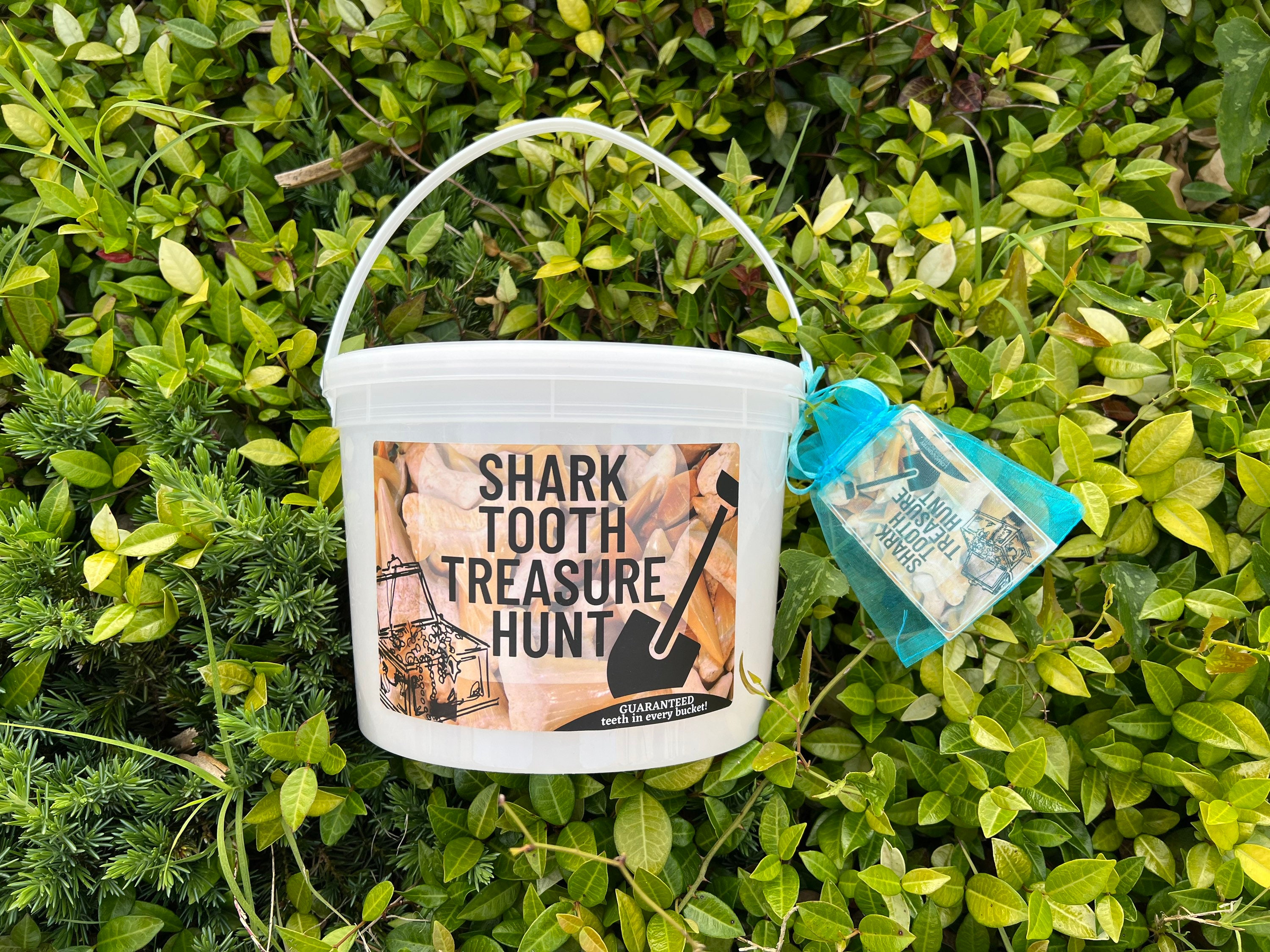 Shark Tooth Dig Kit/treasure Hunt Bucket (guaranteed FUN!) - Etsy