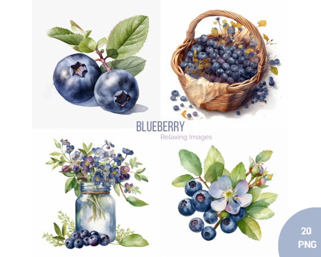 Blueberry Watercolor Clipart,high Quality Png,digital Download,card ...