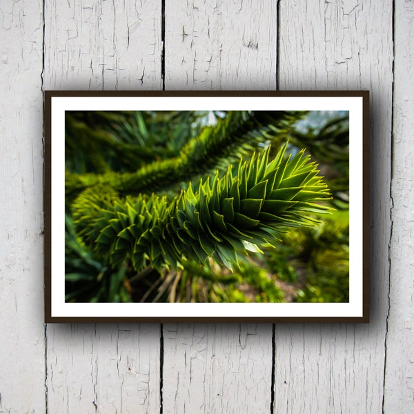 Monkey Puzzle Tree Art - Etsy